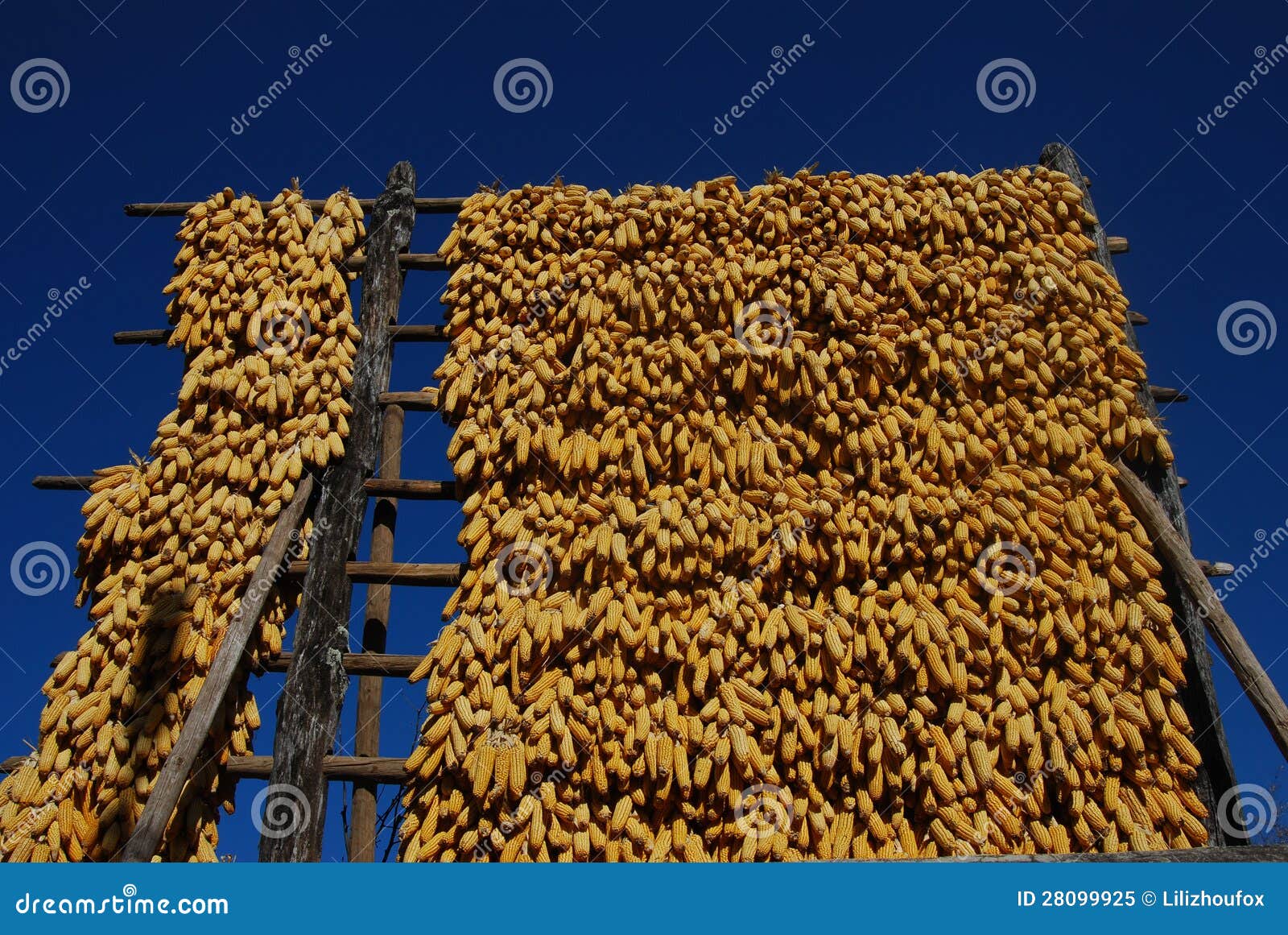 Drying Corn in Southwest China Stock Image - Image of corn, farm: 28099925