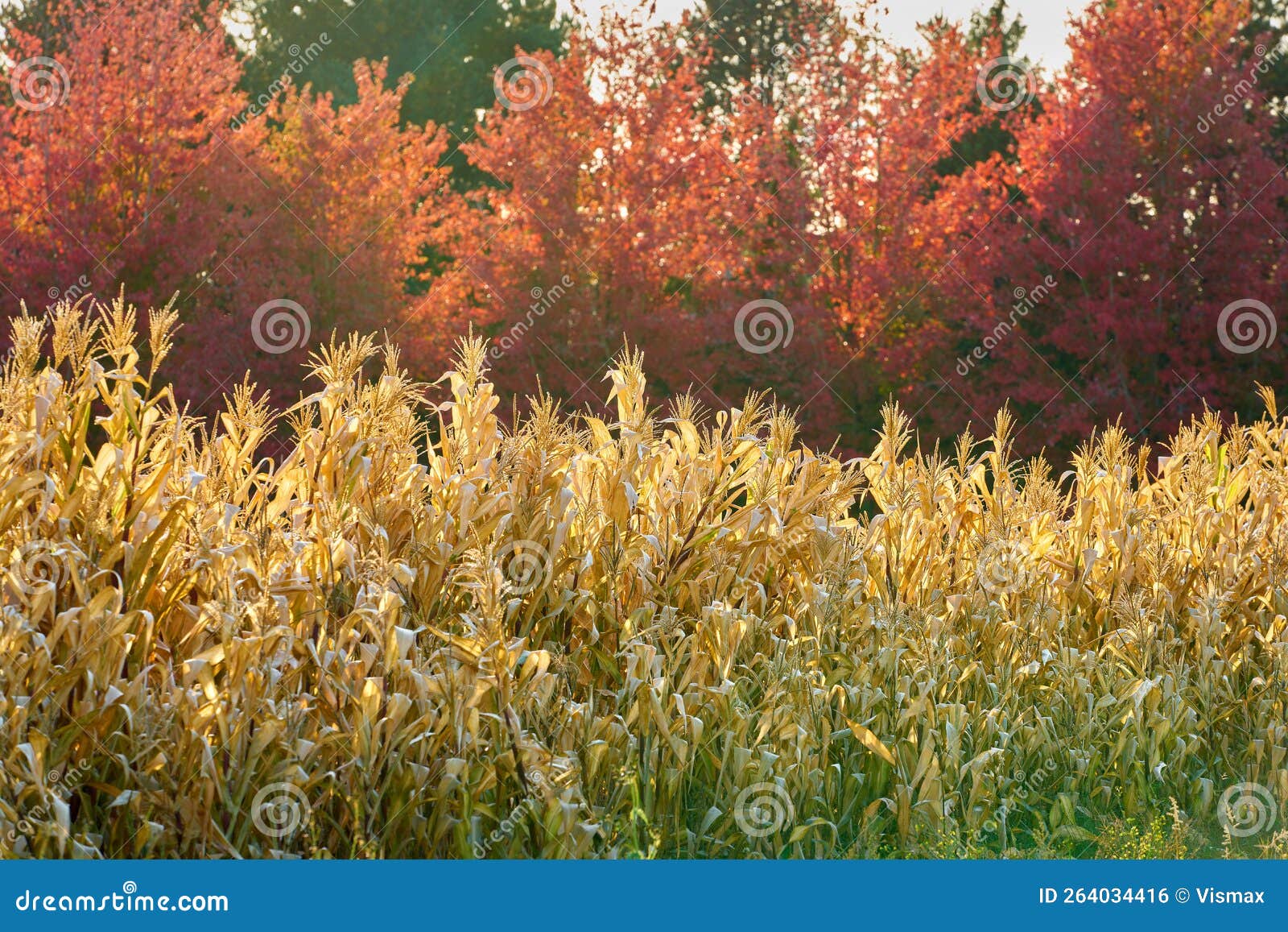 Drying Corn Stalks in Autumn Stock Photo - Image of ripe, field: 264034416