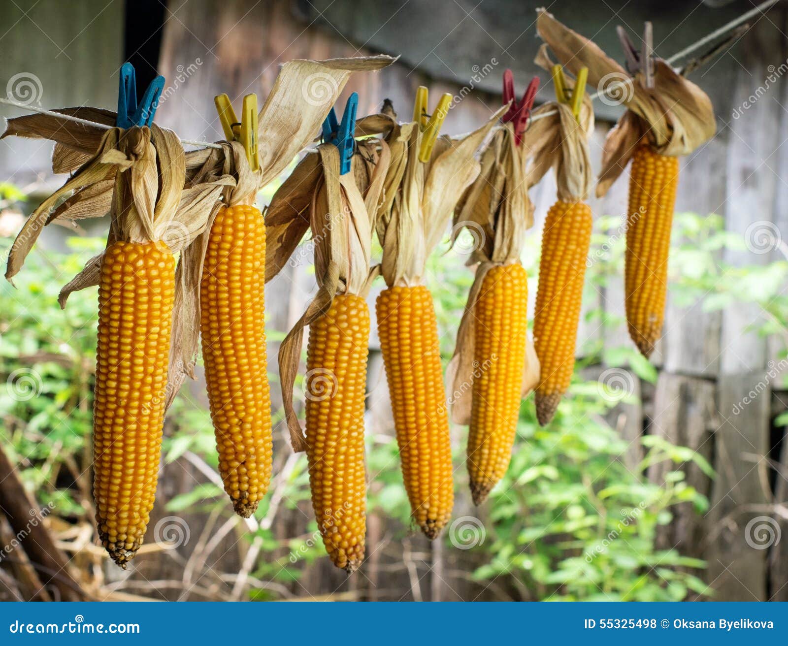Drying corn stock photo. Image of leaf, harvest, ripe - 55325498