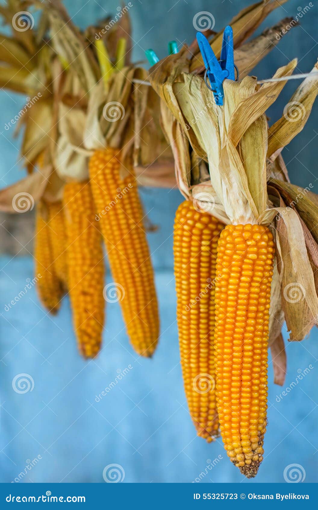 Drying The Corn In The Sun, Corn In A Bamboo Basket. Stock Photo ...