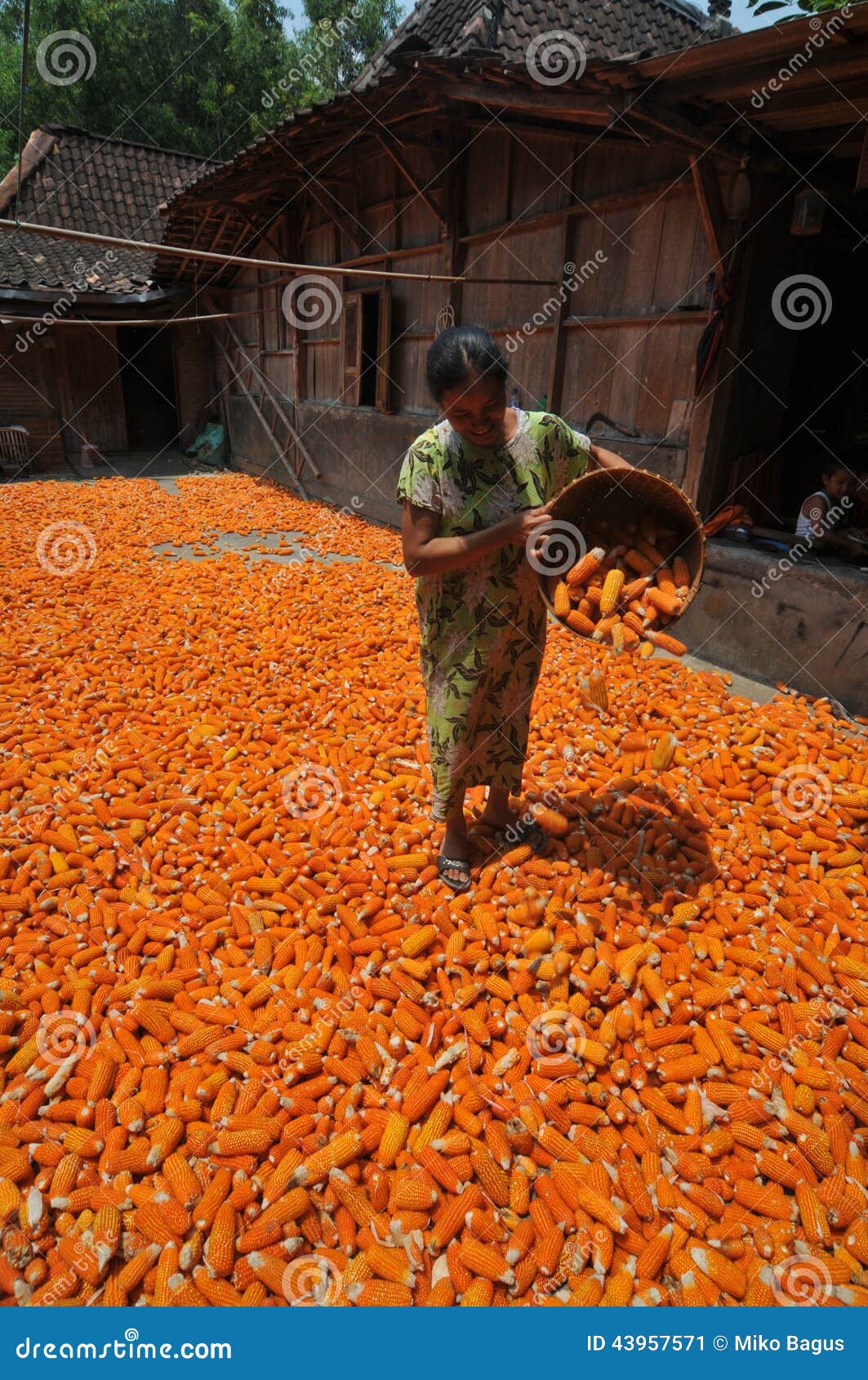 Drying a Corn editorial photo. Image of kedung, bussiness - 43957571
