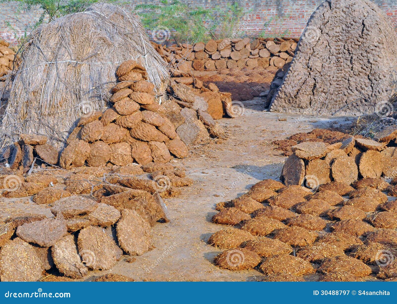 Cow Dung Drying. Natural Fuel Cow Dung In Bangladesh Royalty-Free Stock ...