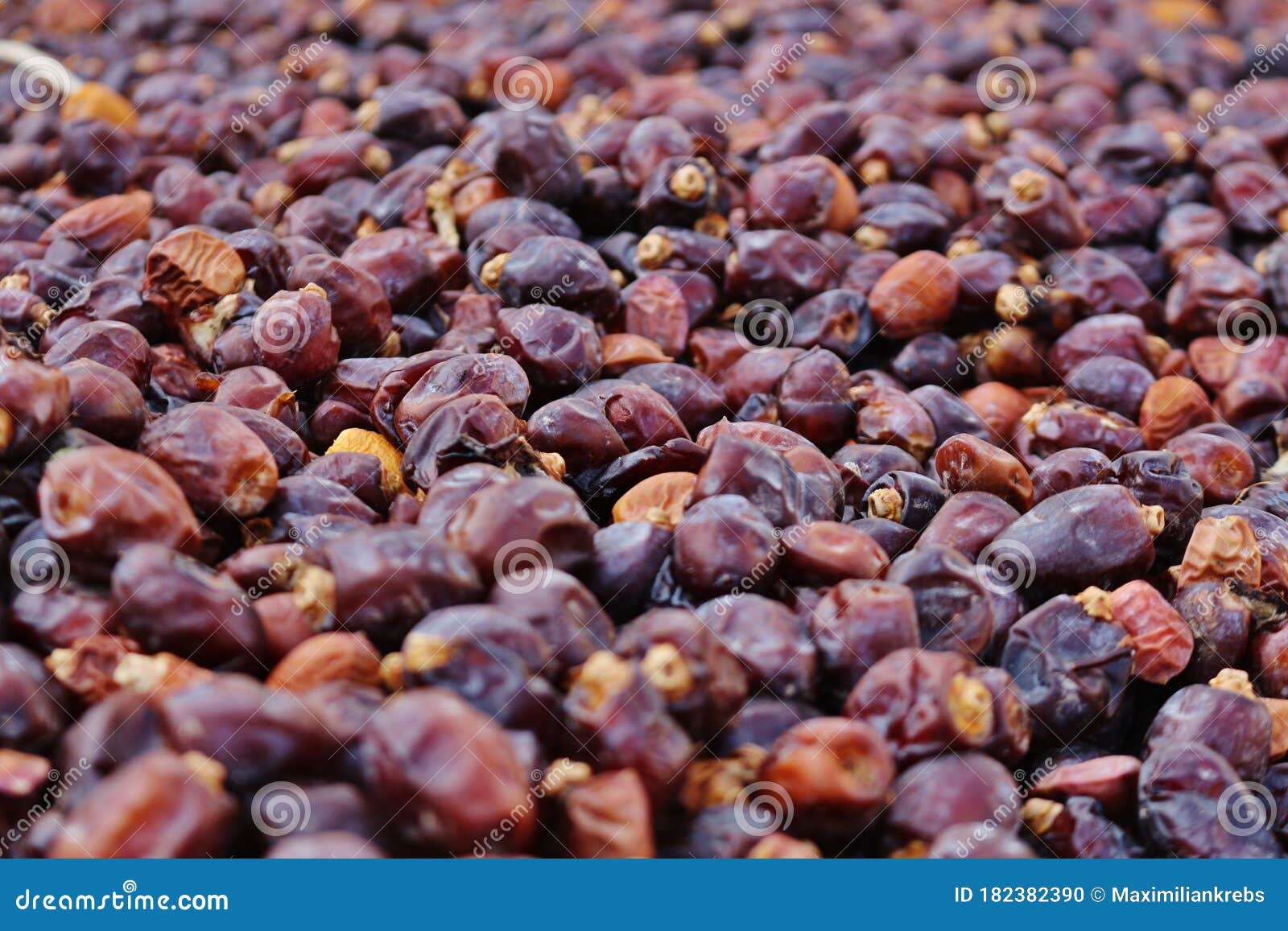 Sun Drying Of Dates Date-palm Fruit Dried Date Sweet Organic Food ...