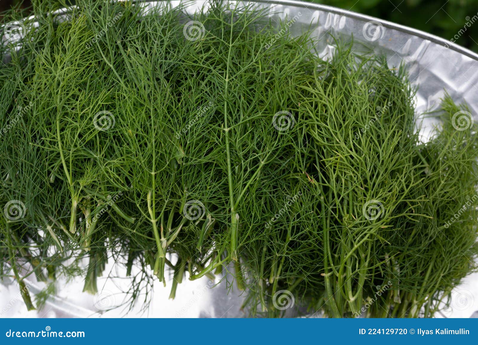 Drying Dill Greenery for Species Stock Photo - Image of harvest, season ...