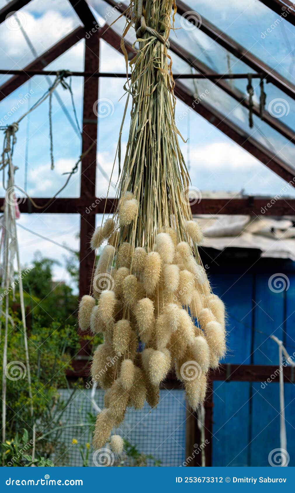 Drying of Dried Flower Plant Lagurus Ovatus in Hanging Position Stock ...