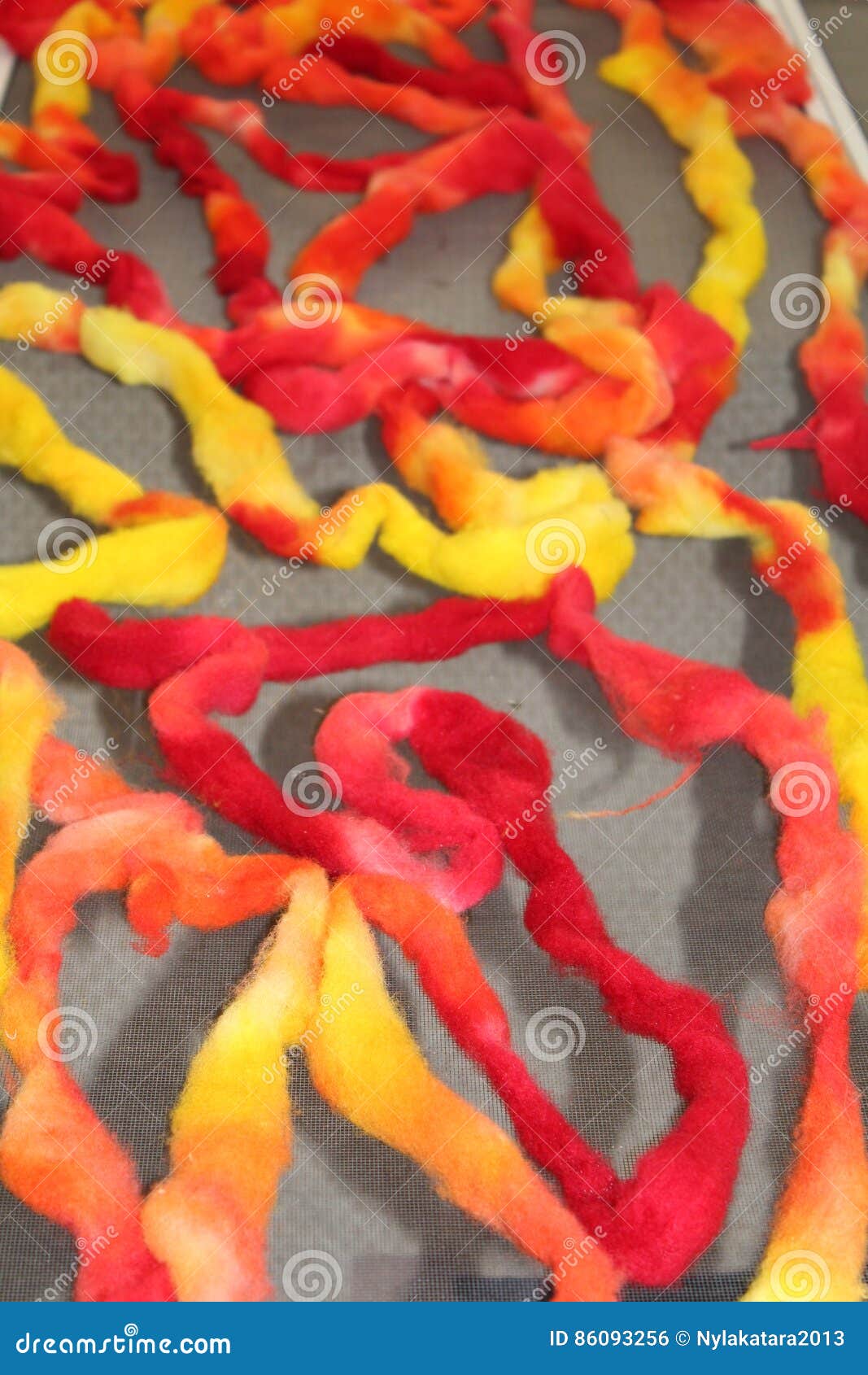 Drying dyed sheep wool stock photo. Image of animals - 86093256