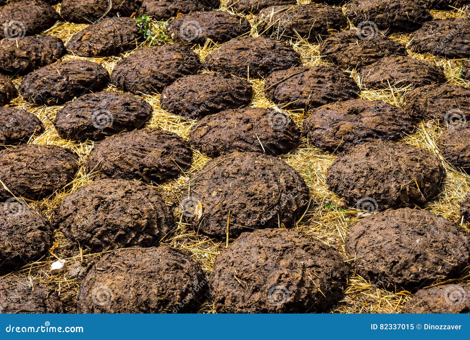 Drying Faeces To Be Used for Fire Stock Image - Image of heap, horse ...