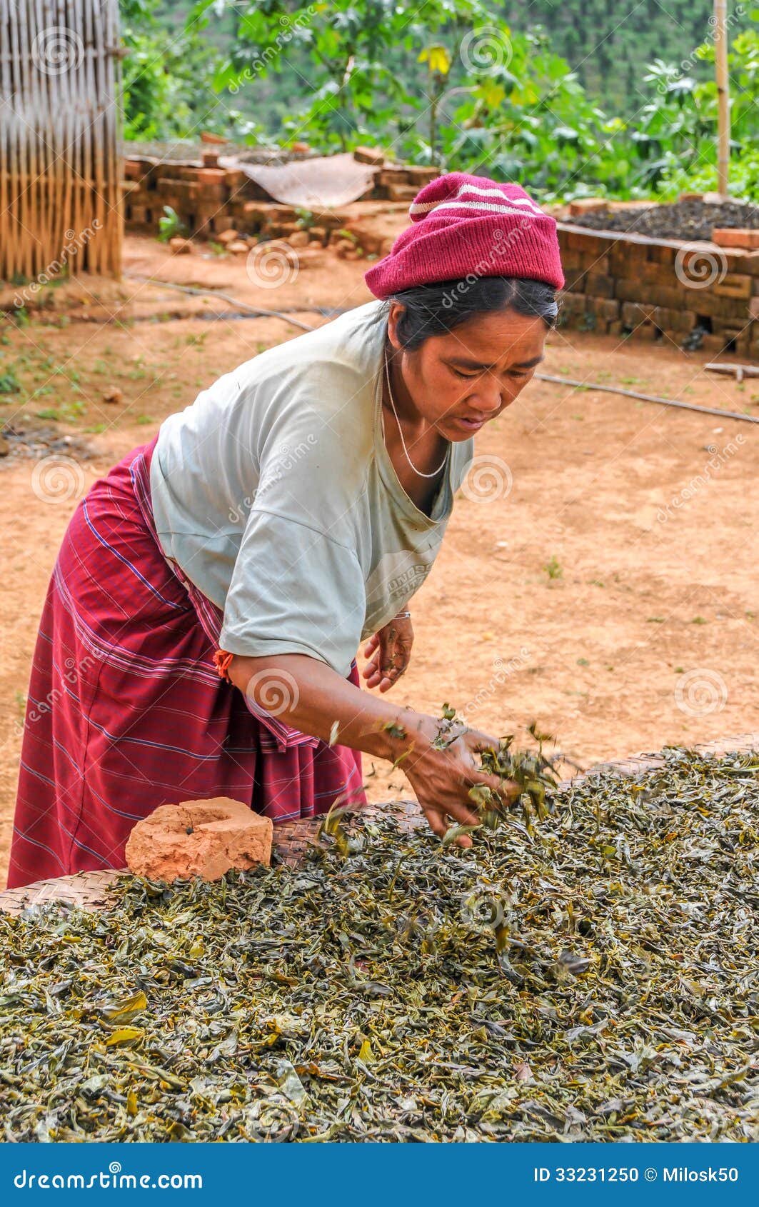 Drying and Fermentation of Tea Editorial Image - Image of nature, hills ...