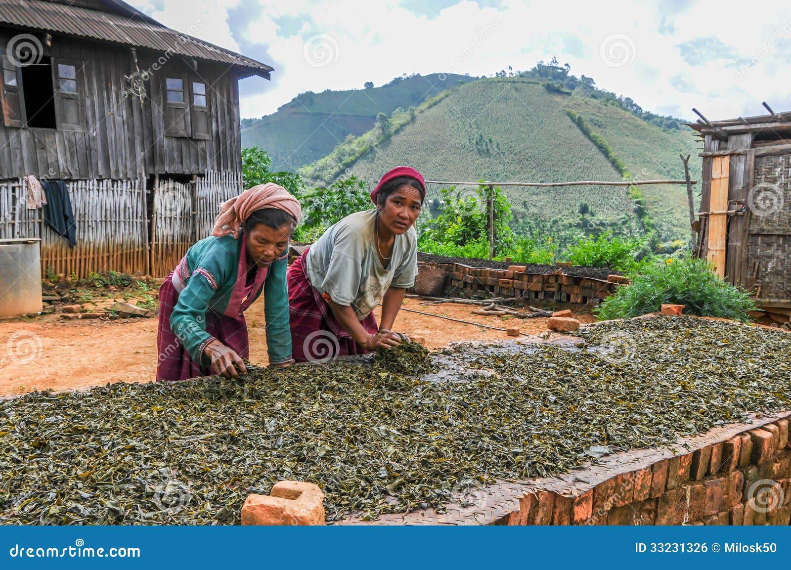 Drying and Fermentation of Tea Editorial Photo - Image of fermentation ...