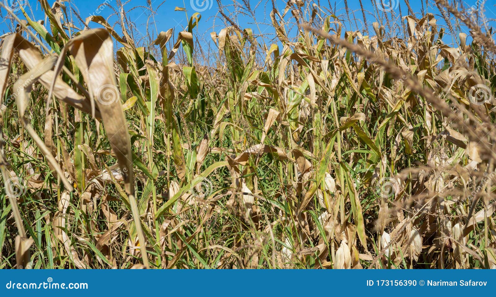 Drying Field with Growing Corn Stock Photo - Image of barley, golden ...