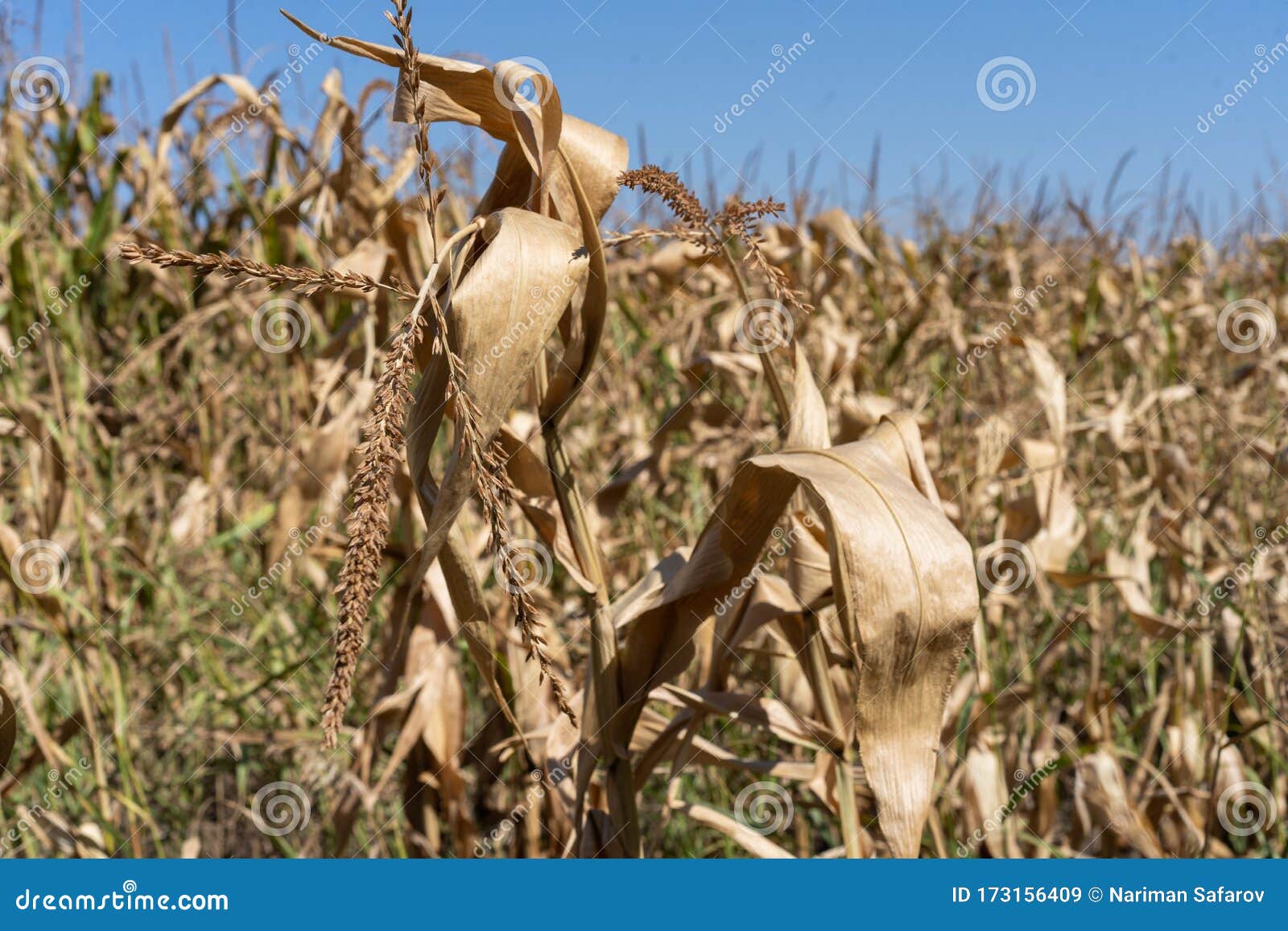 Drying Field With Growing Corn Royalty-Free Stock Photo | CartoonDealer ...
