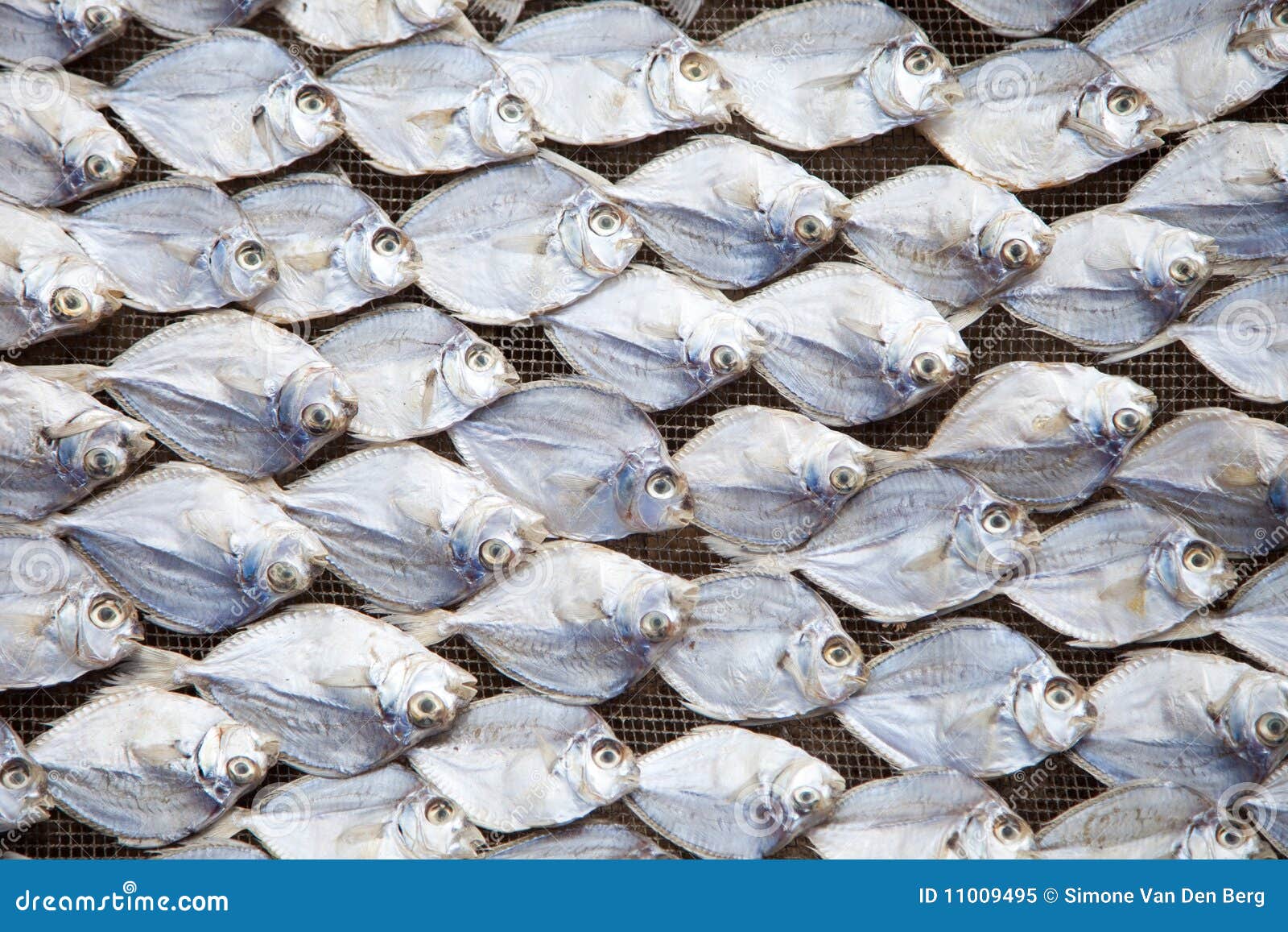 Drying fish stock image. Image of fish, silver, indonesia - 11009495