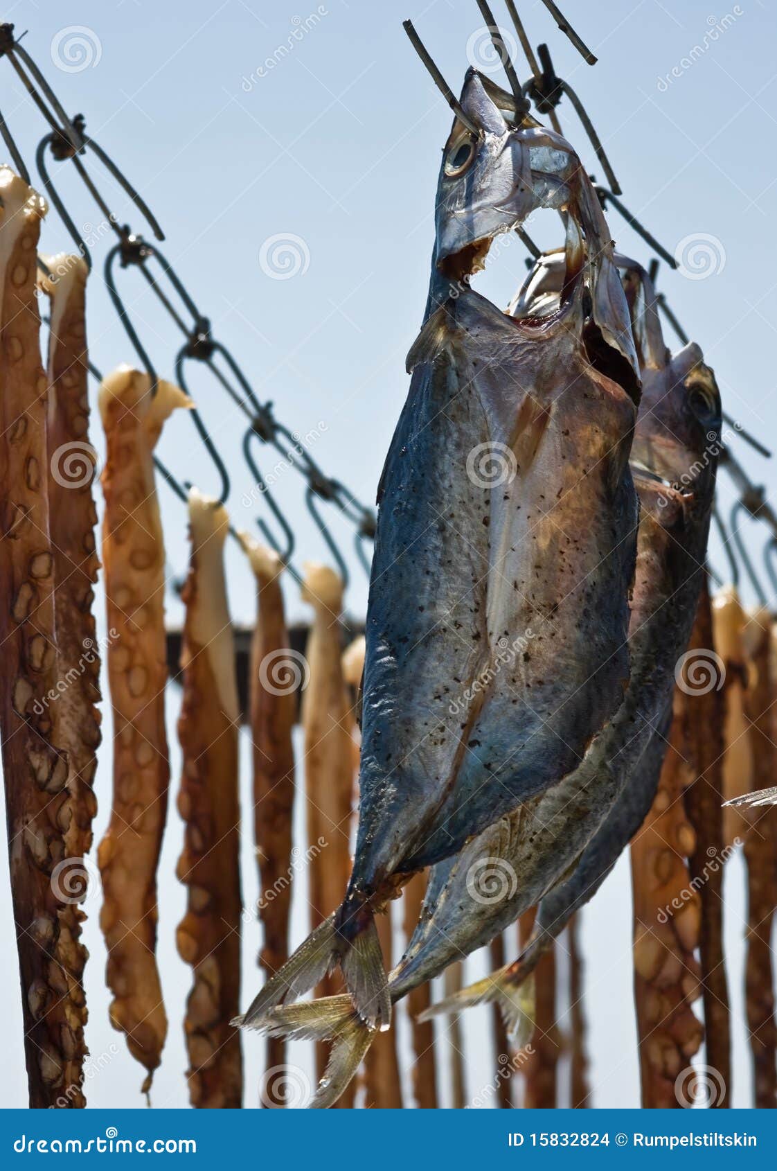 Drying fish stock photo. Image of closeup, food, hook - 15832824