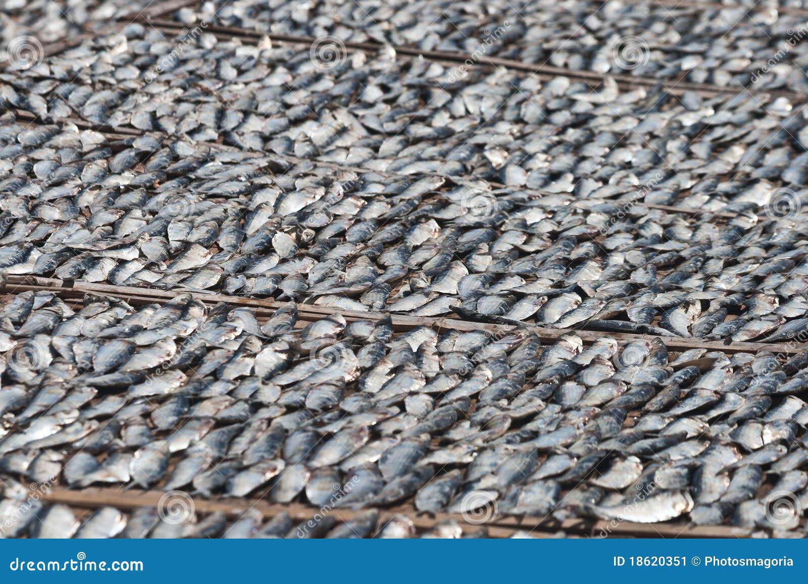 Drying fish stock image. Image of produce, oriental, ecology - 18620351
