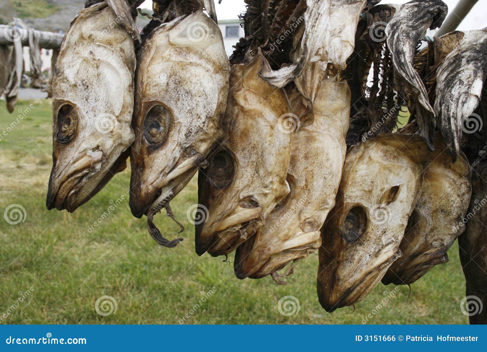 Drying fish stock photo. Image of fish, angler, anglerfish - 3151666