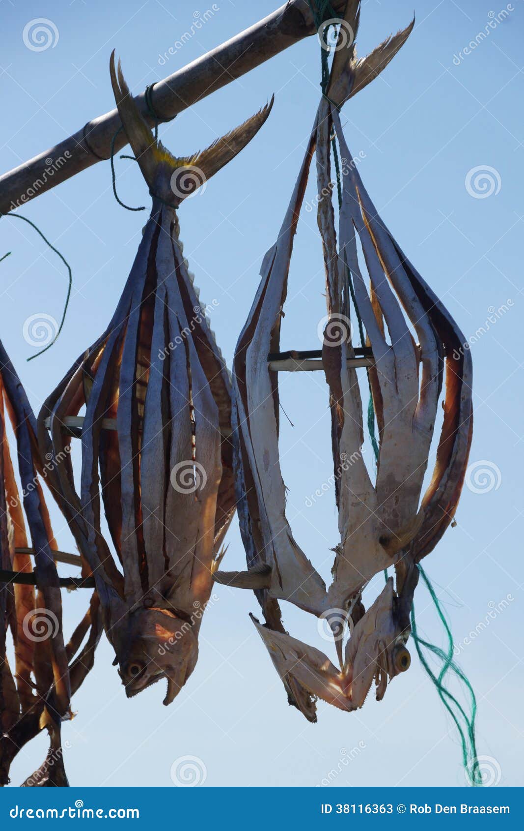 Drying fish stock image. Image of stick, fish, island - 38116363