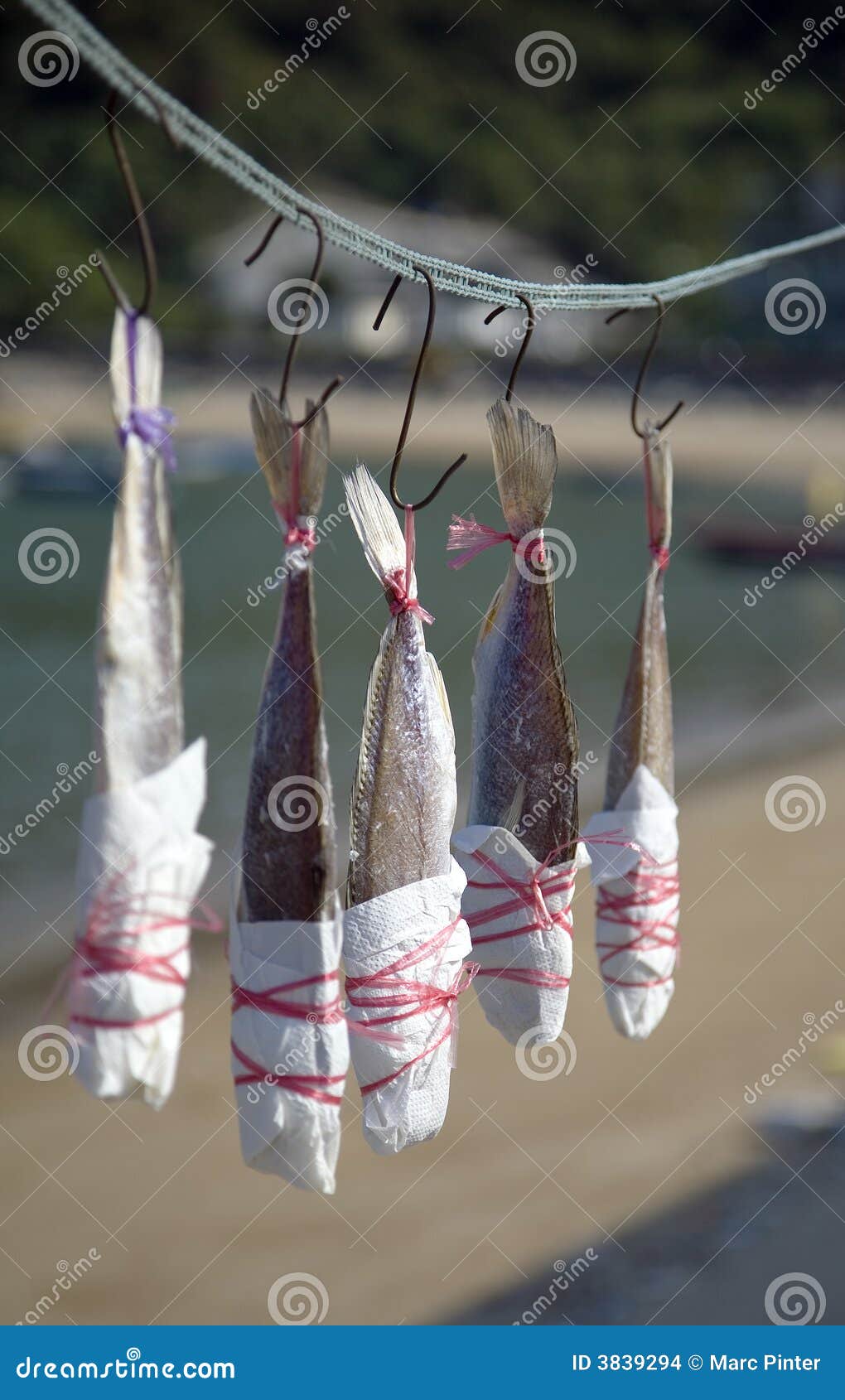 Drying Fish stock photo. Image of food, chao, fish, peng - 3839294