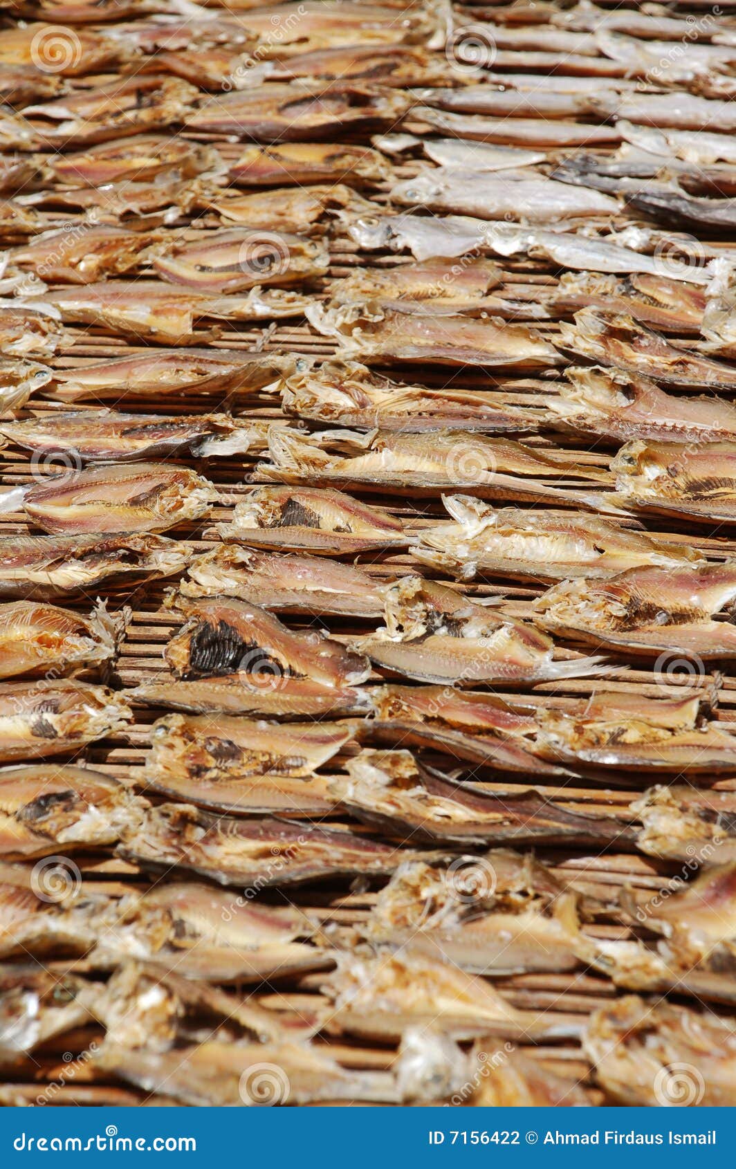 Drying Fish stock photo. Image of business, malaysia, lots - 7156422