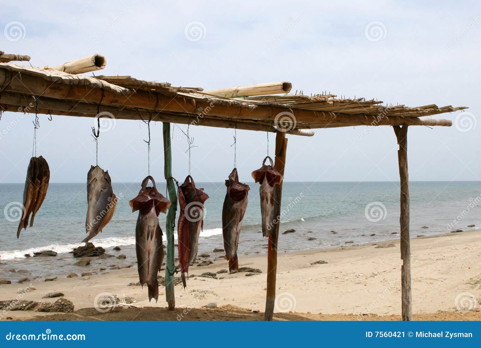 Drying Fish stock image. Image of hung, custom, ocean - 7560421