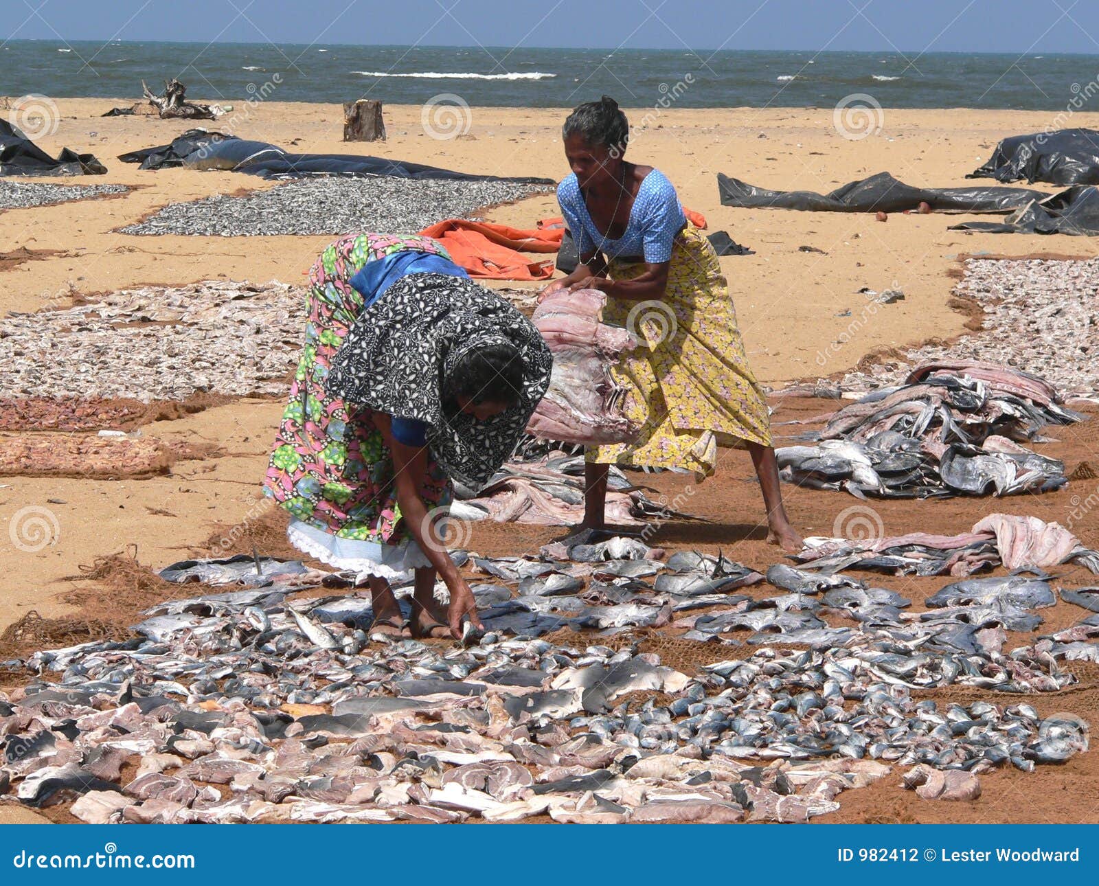 Drying fish editorial photography. Image of women, asian - 982412