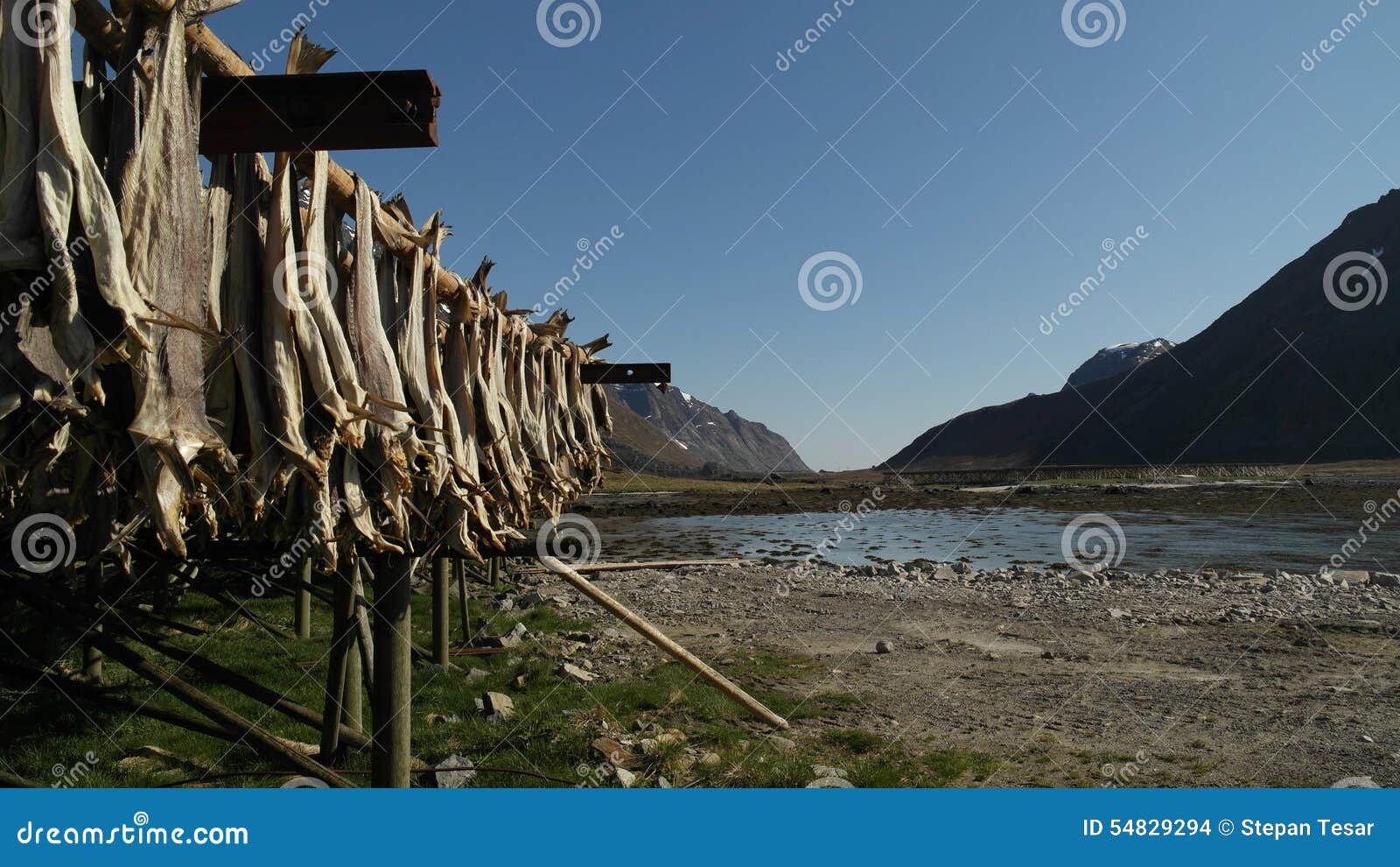 Drying fish stock photo. Image of ocean, peninsula, farm - 54829294