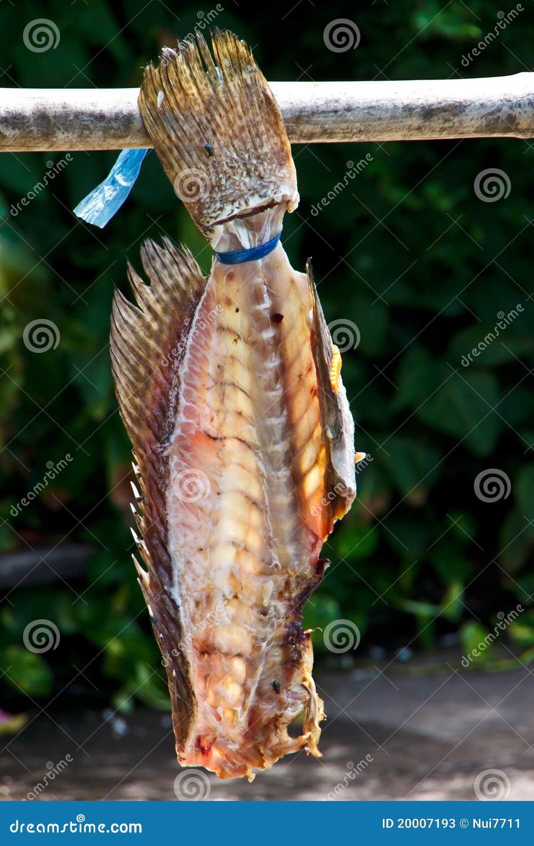 Drying fish carcass stock image. Image of bone, cook - 20007193