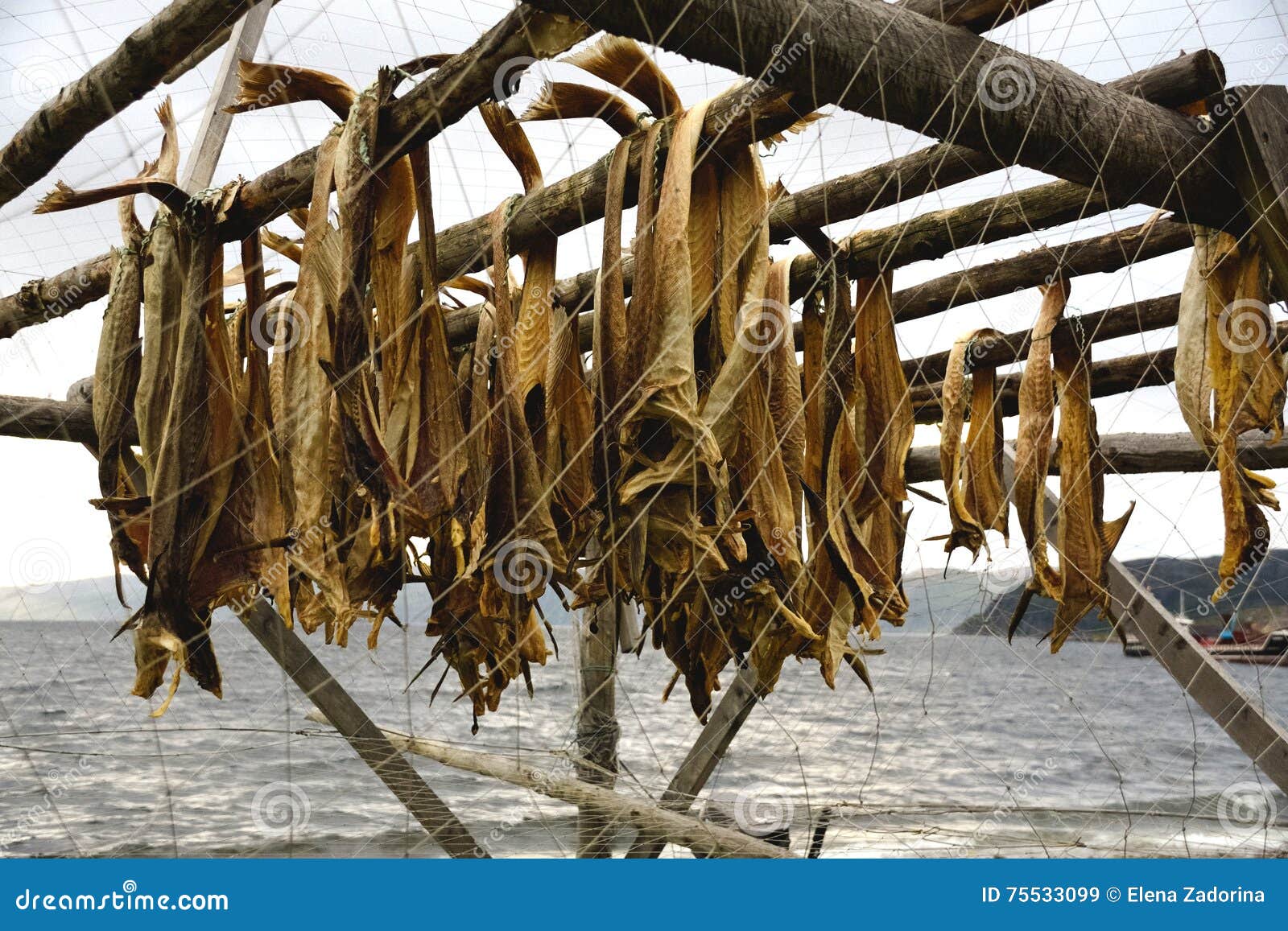 Drying fish codfish stock image. Image of stockfish, seafood - 75533099