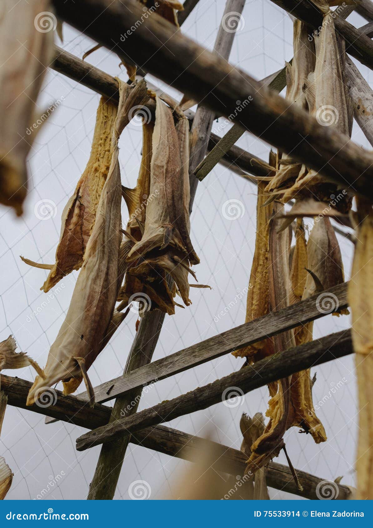 Drying fish codfish stock photo. Image of food, seafood - 75533914