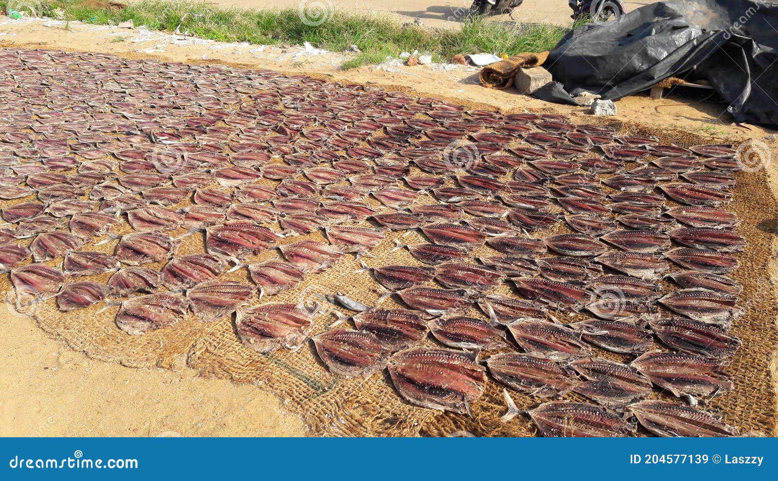 Drying Fish on a Coir Layer in the Beach Negombo Sri Lanka Stock Image ...