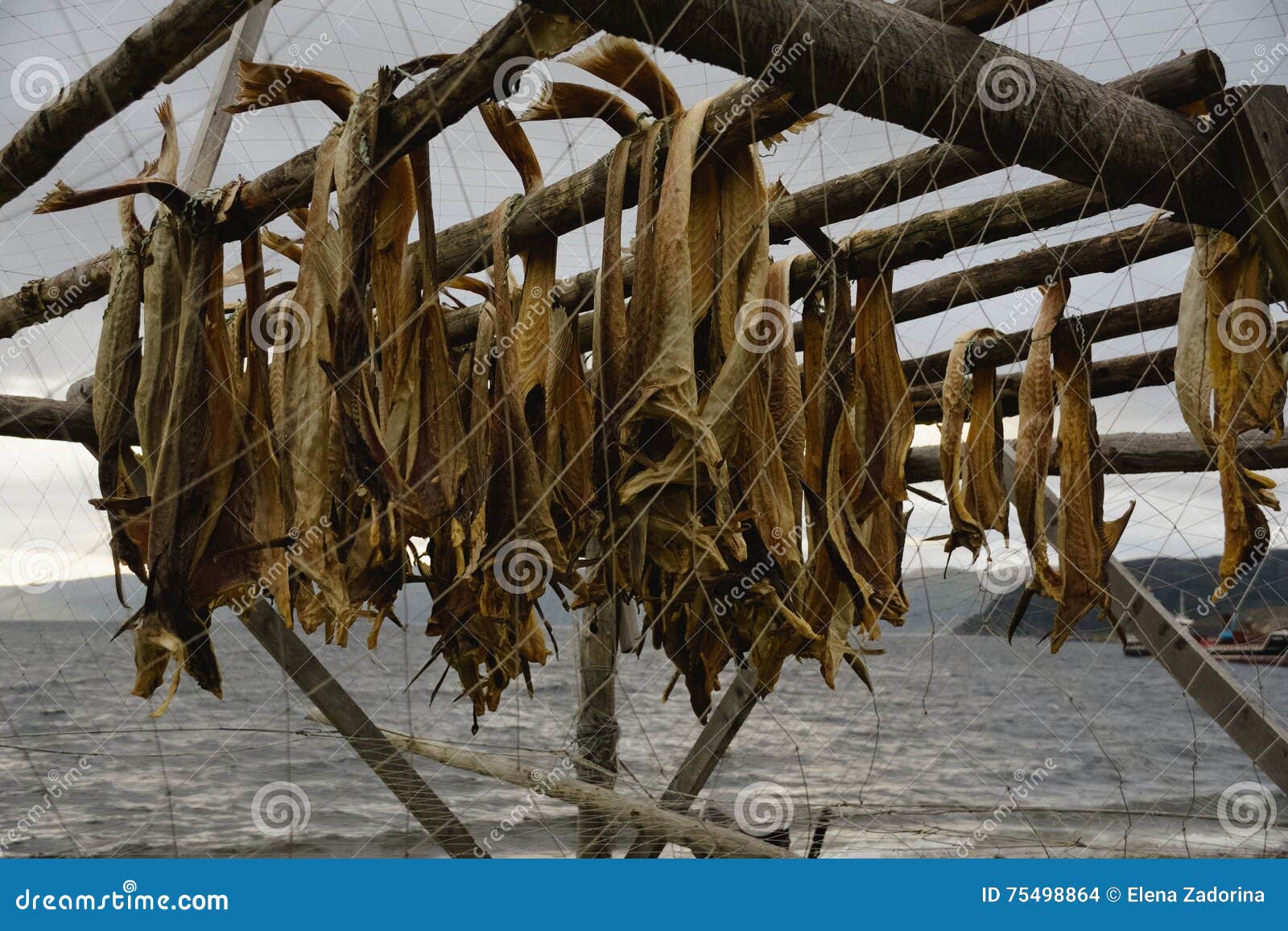 Drying fish stock photo. Image of fishing, islands, animal - 75498864