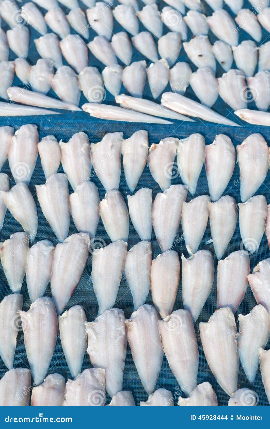 Drying fish, Fishbone stock photo. Image of freshness - 45928444