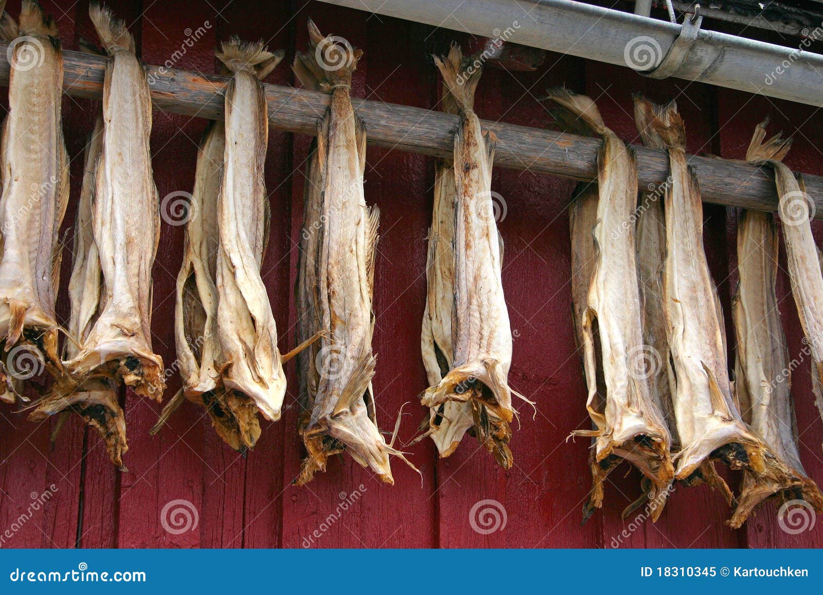 Drying fish heads stock image. Image of canal, fish, haven - 18310345