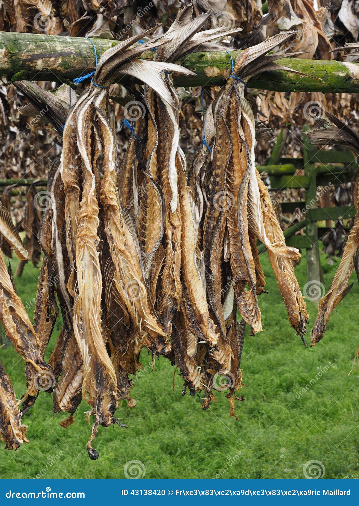 Drying fish, Iceland stock photo. Image of rack, drying - 43138420