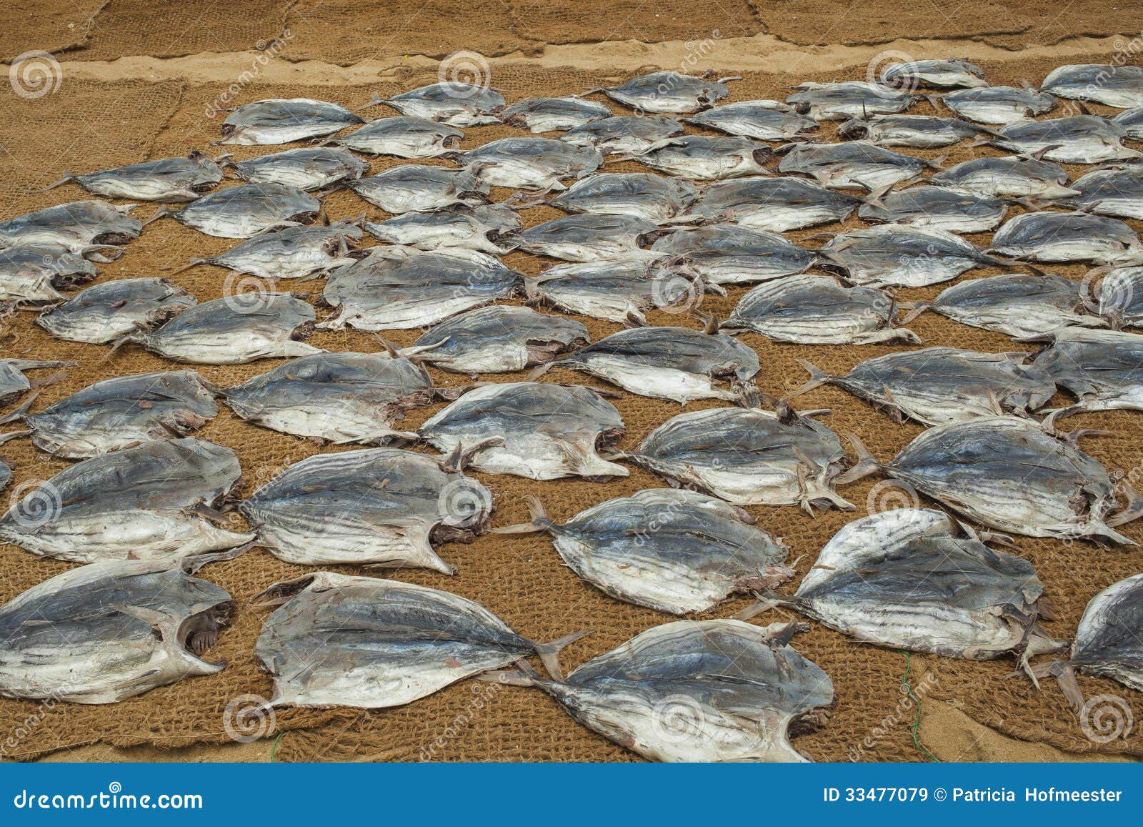 Drying fish stock image. Image of sand, sack, outdoors - 33477079