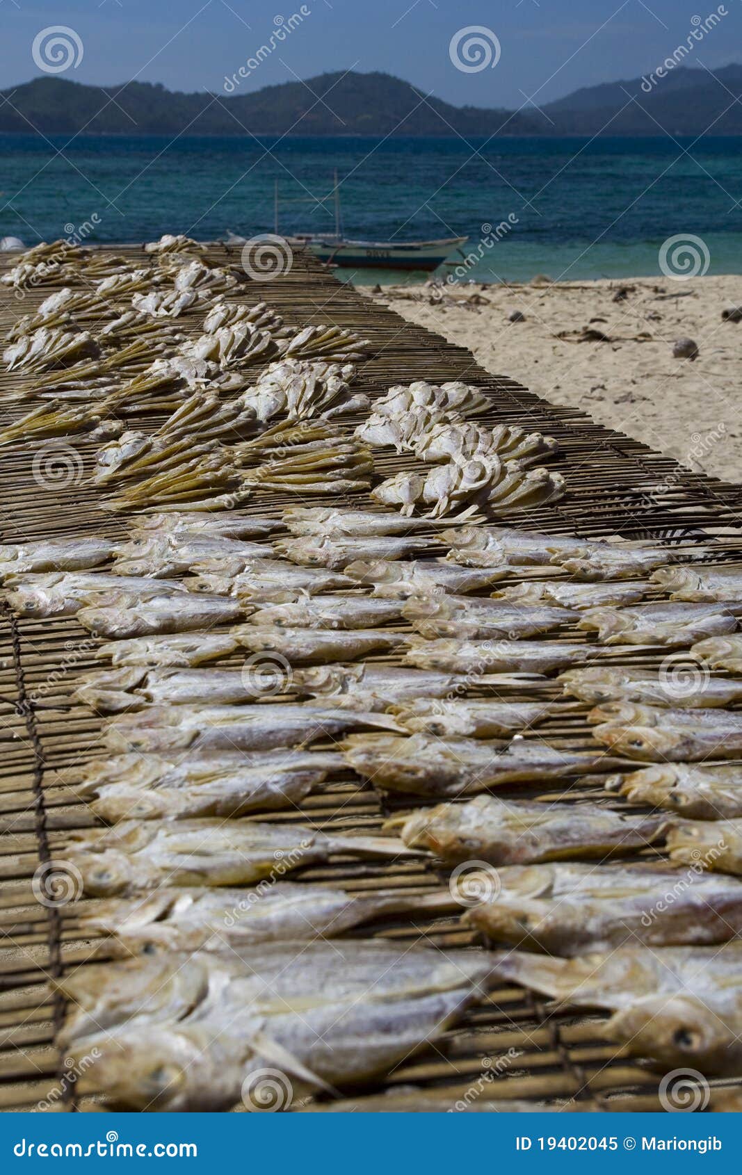 Drying fishes stock image. Image of east, dried, fisherman - 19402045