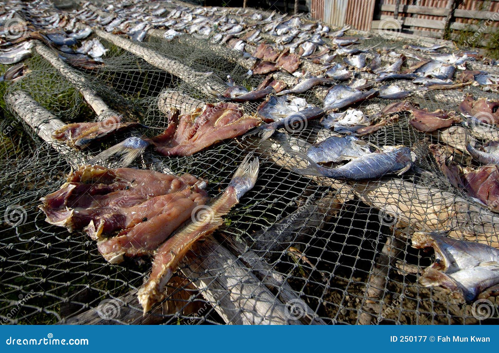 Drying Fishes stock image. Image of salt, fish, edible - 250177