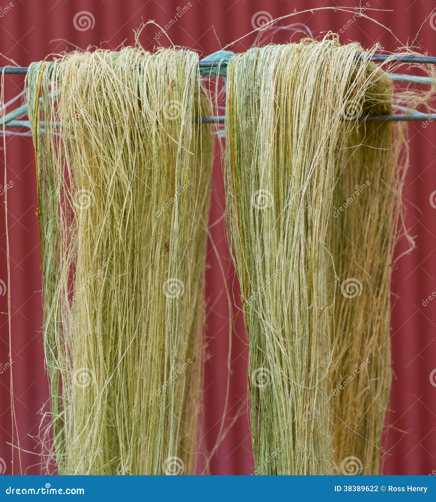 Drying Flax Fiber stock photo. Image of natural, yarns - 38389622