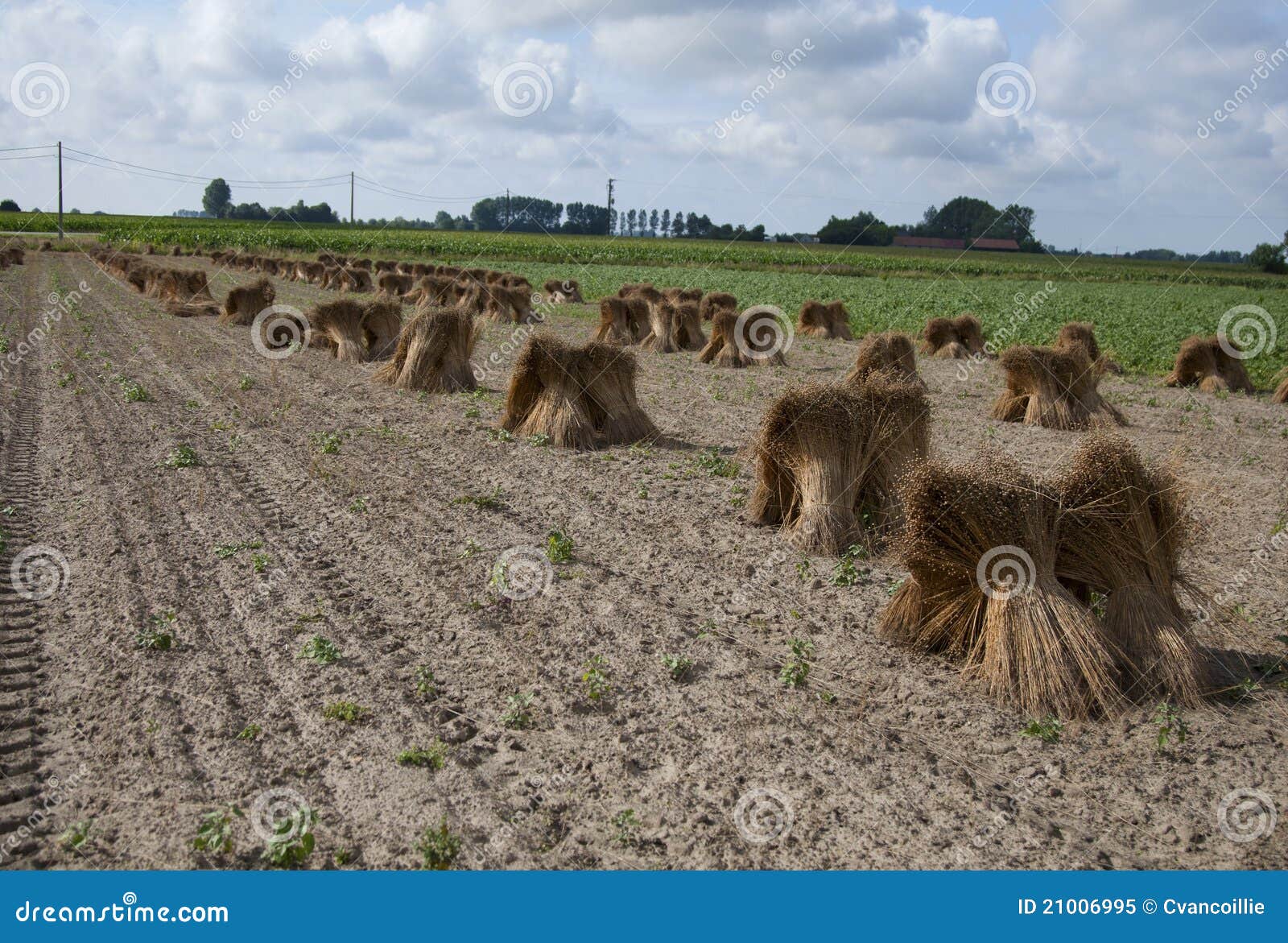 Drying flax on field stock image. Image of flanders, belgium - 21006995