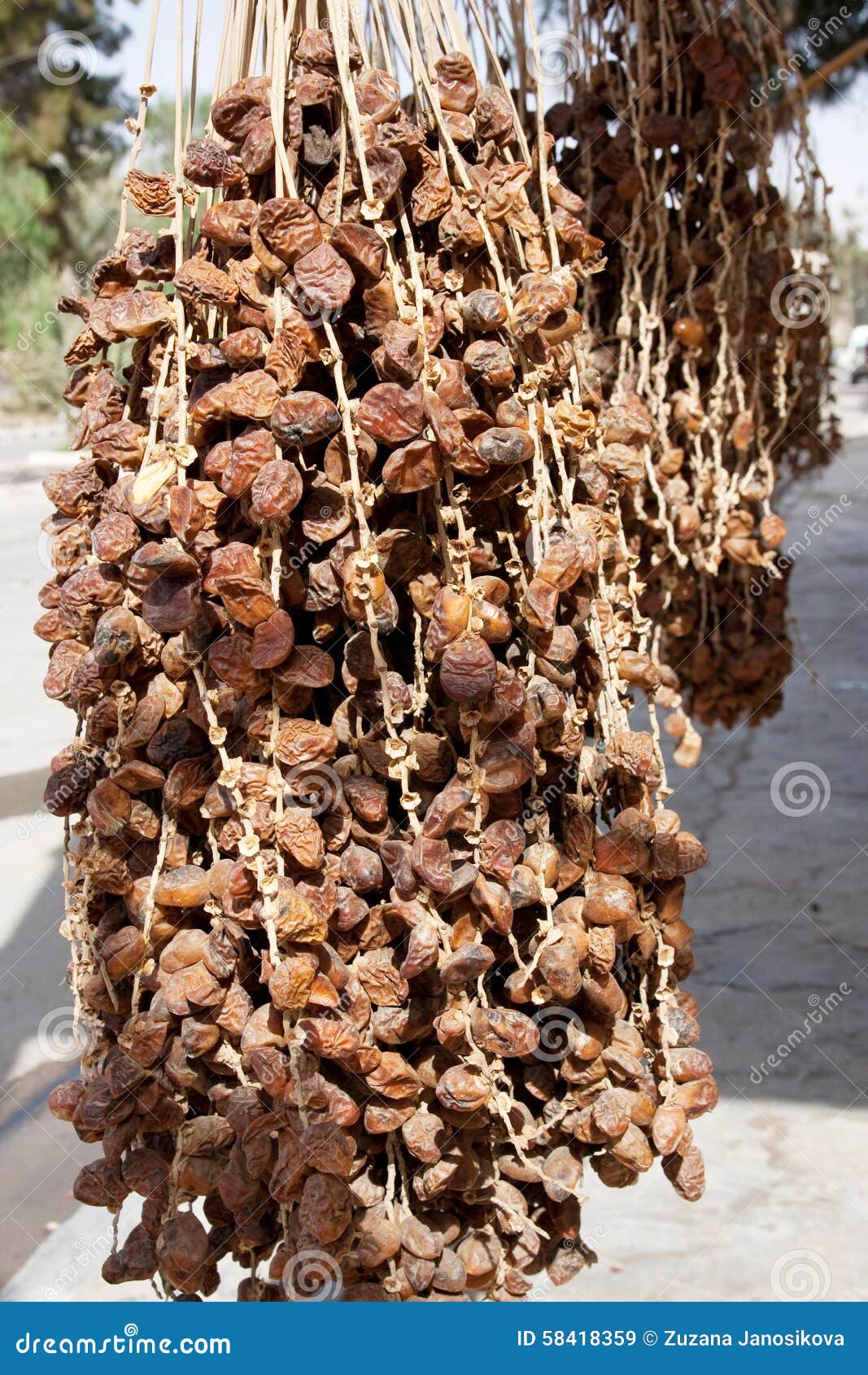Drying of Fresh Dates in Ancient City of Palmyra Stock Image - Image of ...