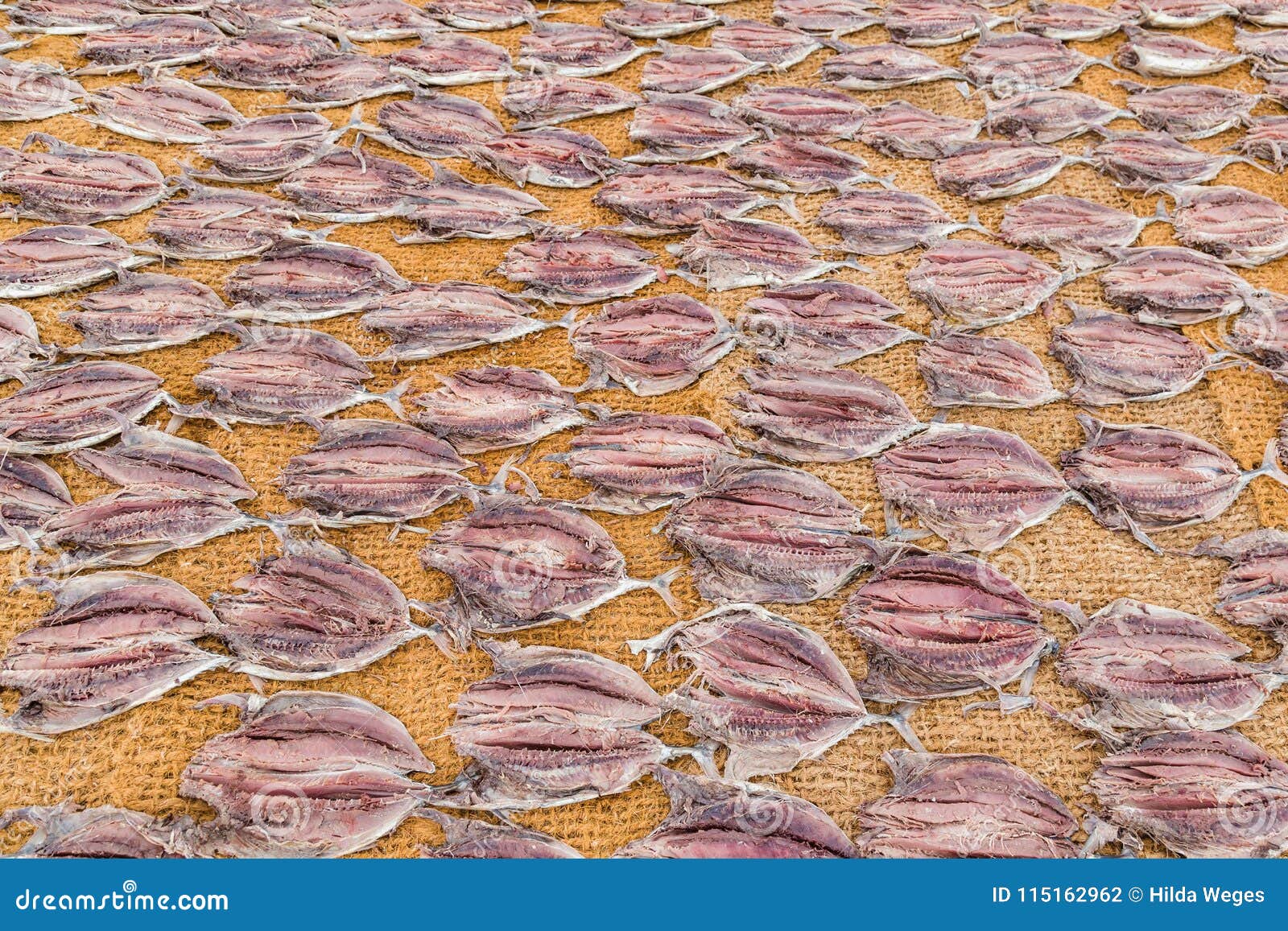 Drying fresh fish stock photo. Image of animal, lanka - 115162962