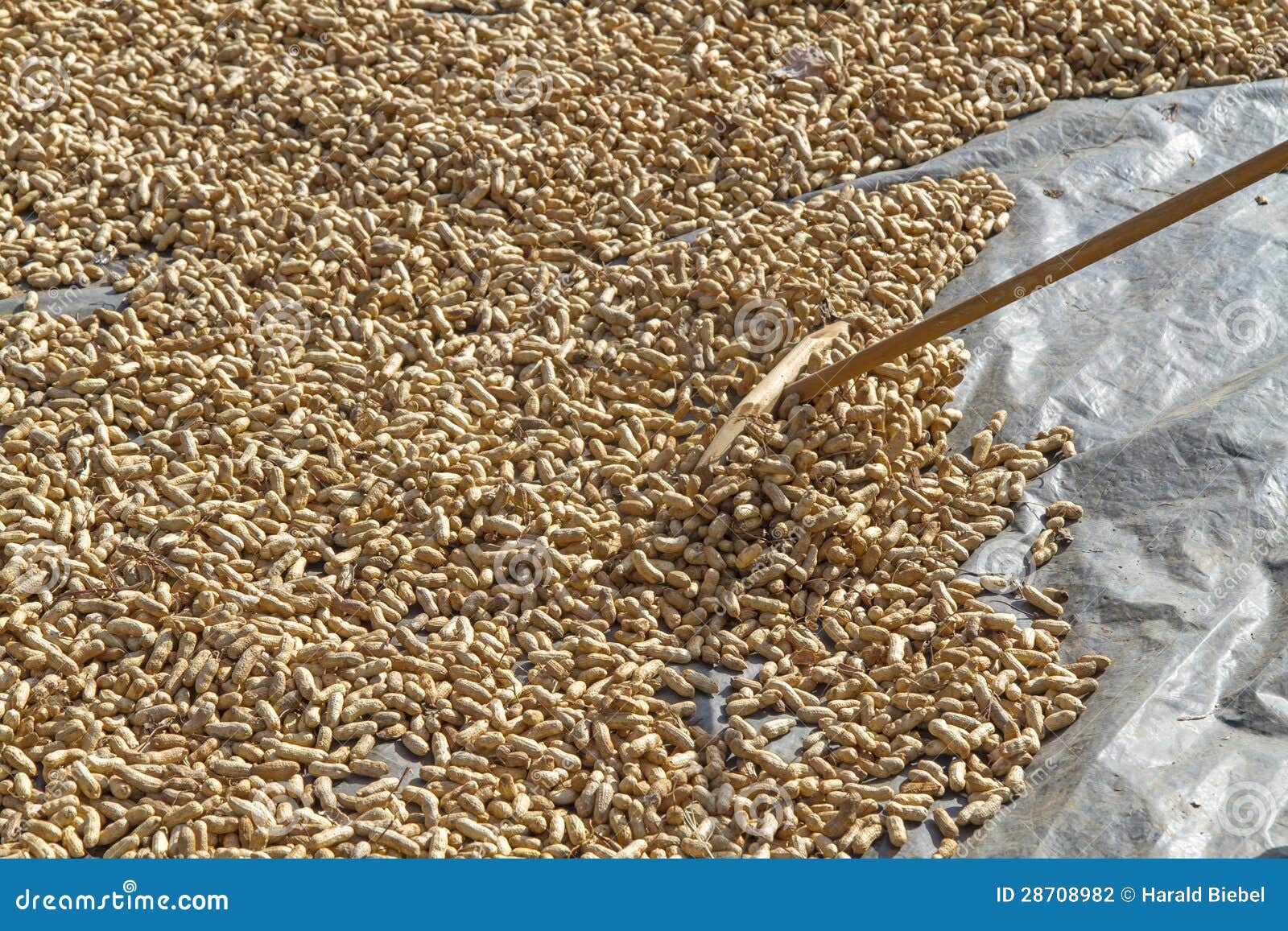Drying Fresh Peanuts in the Sun Stock Photo - Image of brown, peanut ...