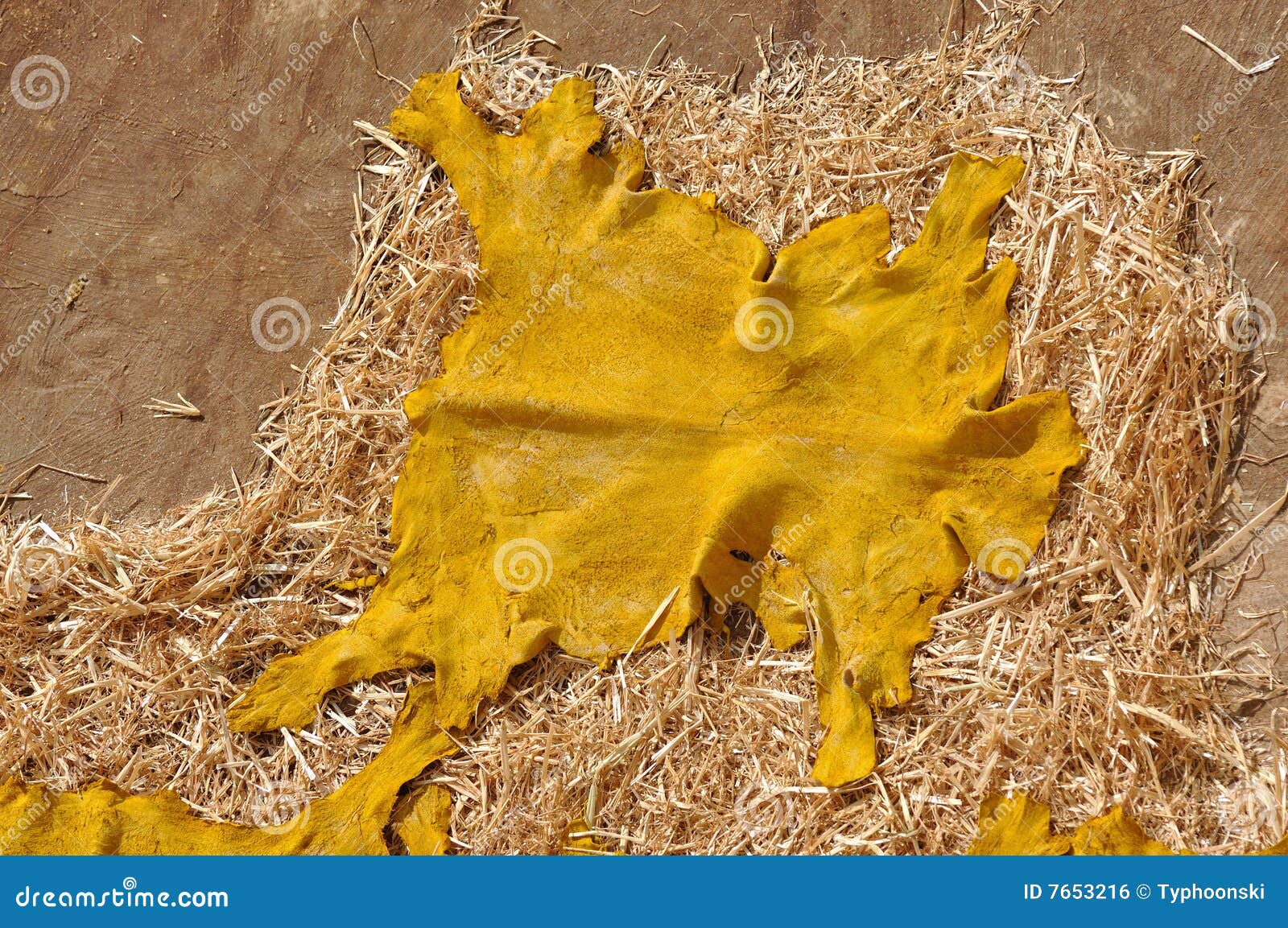 Drying goat skin, Morocco stock photo. Image of skin, traditional - 7653216