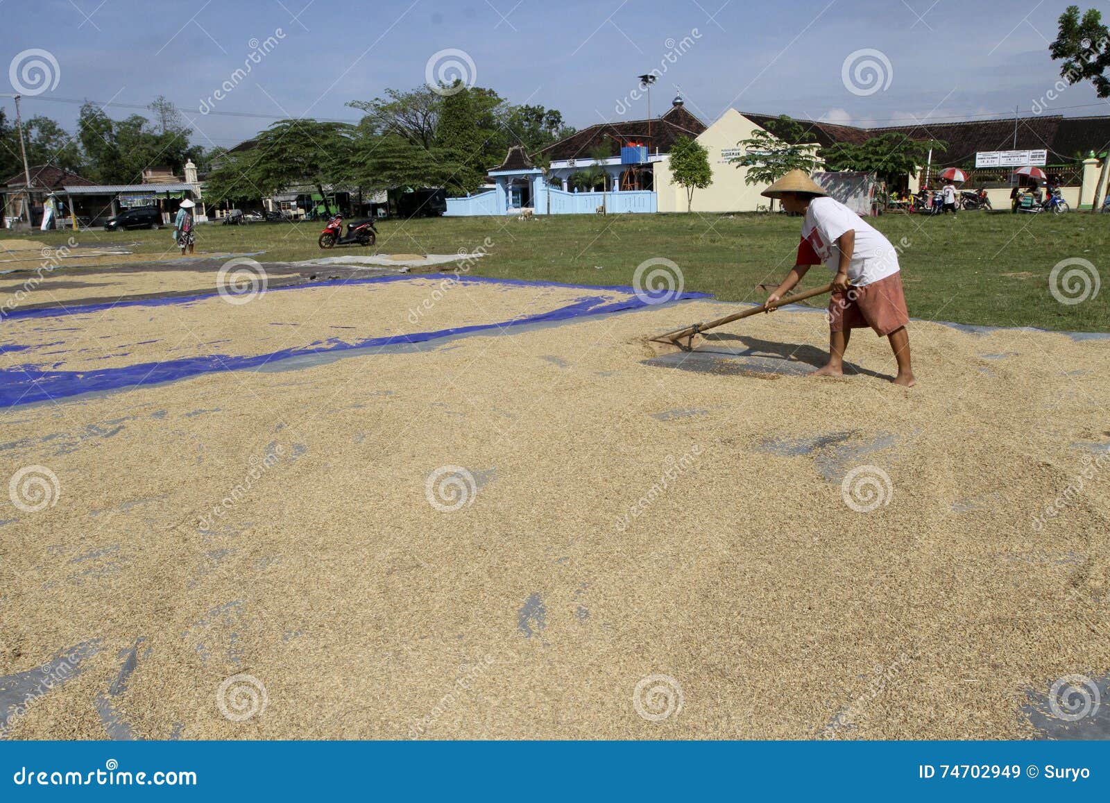 Drying grain editorial stock image. Image of drying, leisure - 74702949