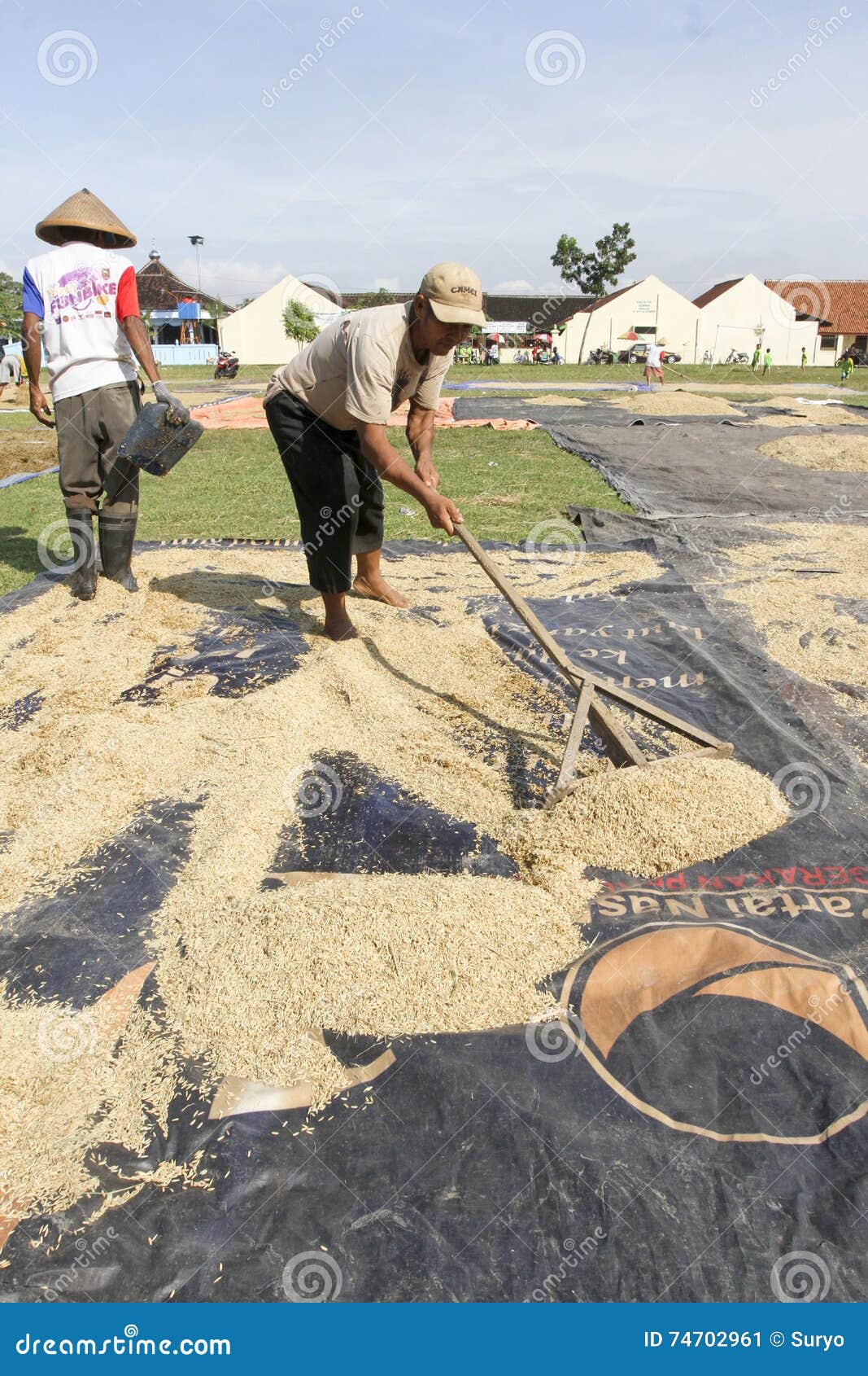 Drying grain editorial photo. Image of farmers, sand - 74702961