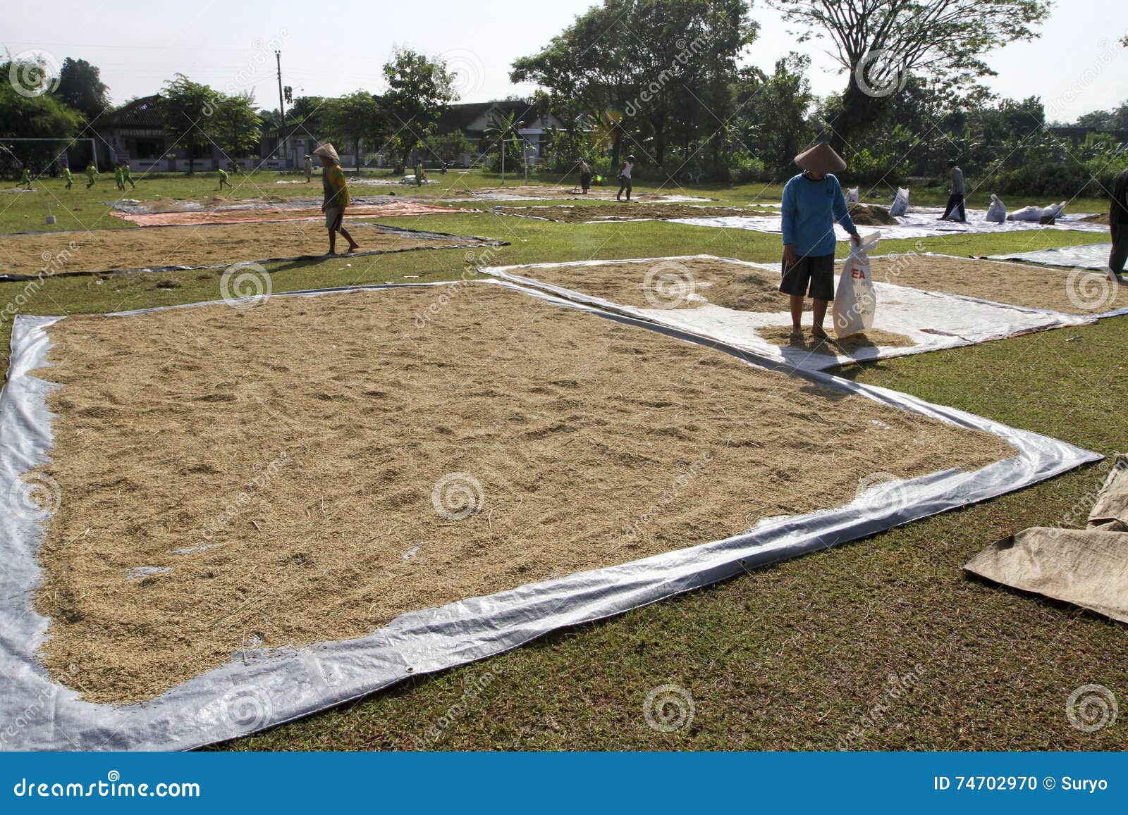 Drying grain editorial image. Image of lawn, karangamyar - 74702970