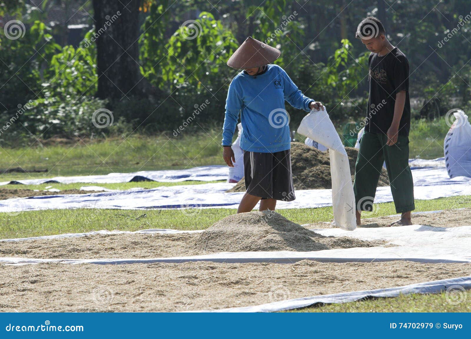 Drying grain editorial stock image. Image of sports, farmers - 74702979
