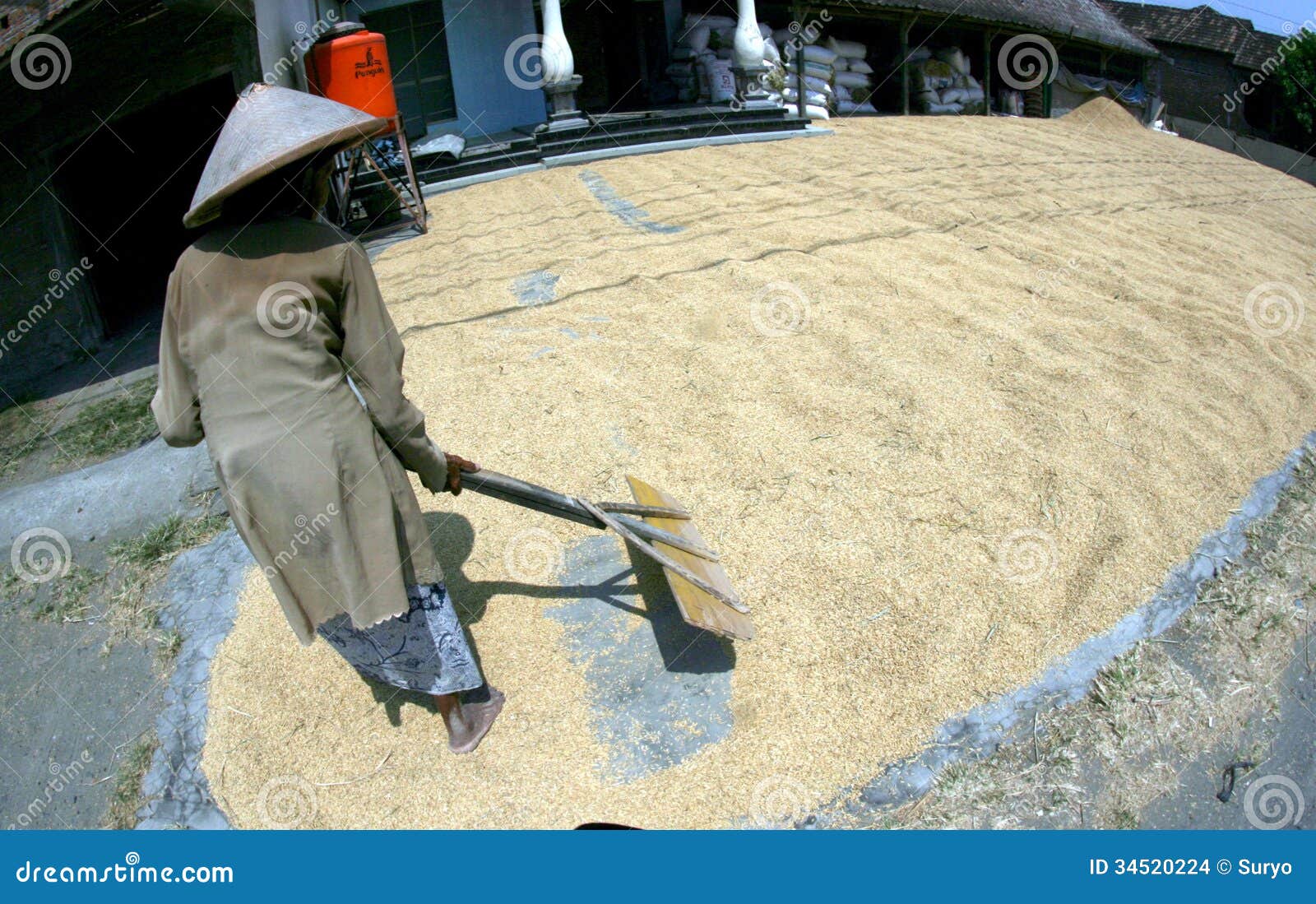 Drying grain editorial stock image. Image of indonesia - 34520224