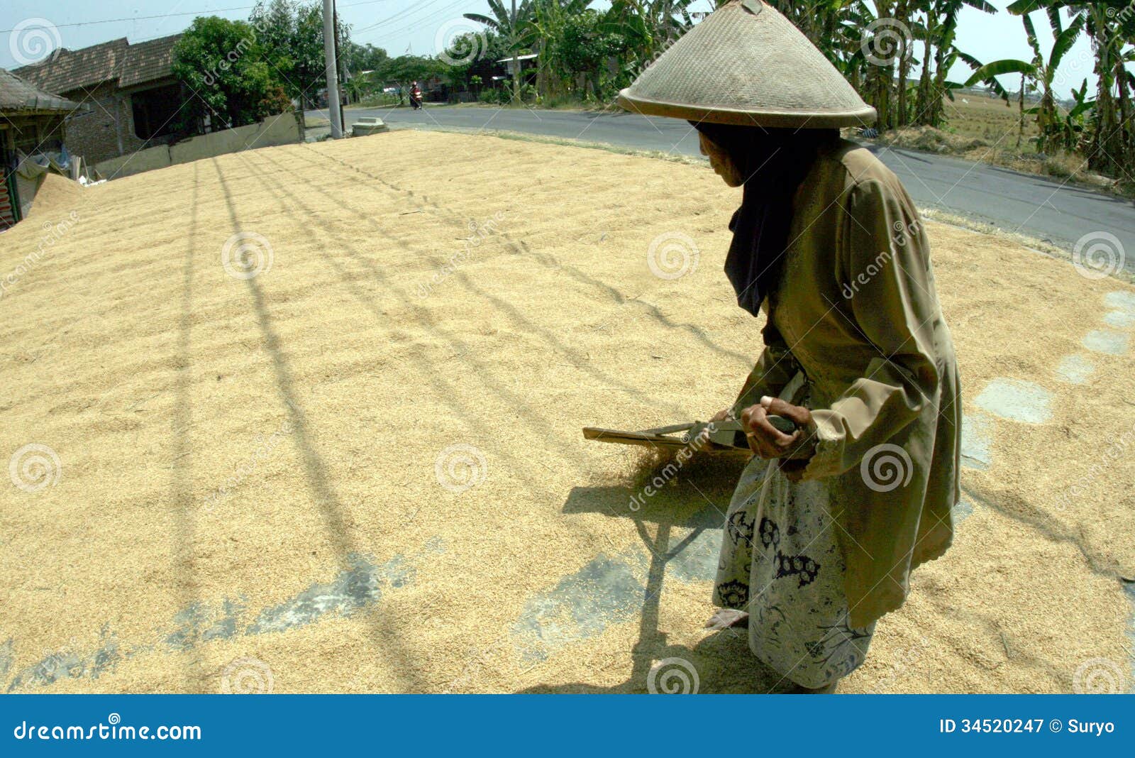 Drying grain editorial photography. Image of sukoharjo - 34520247