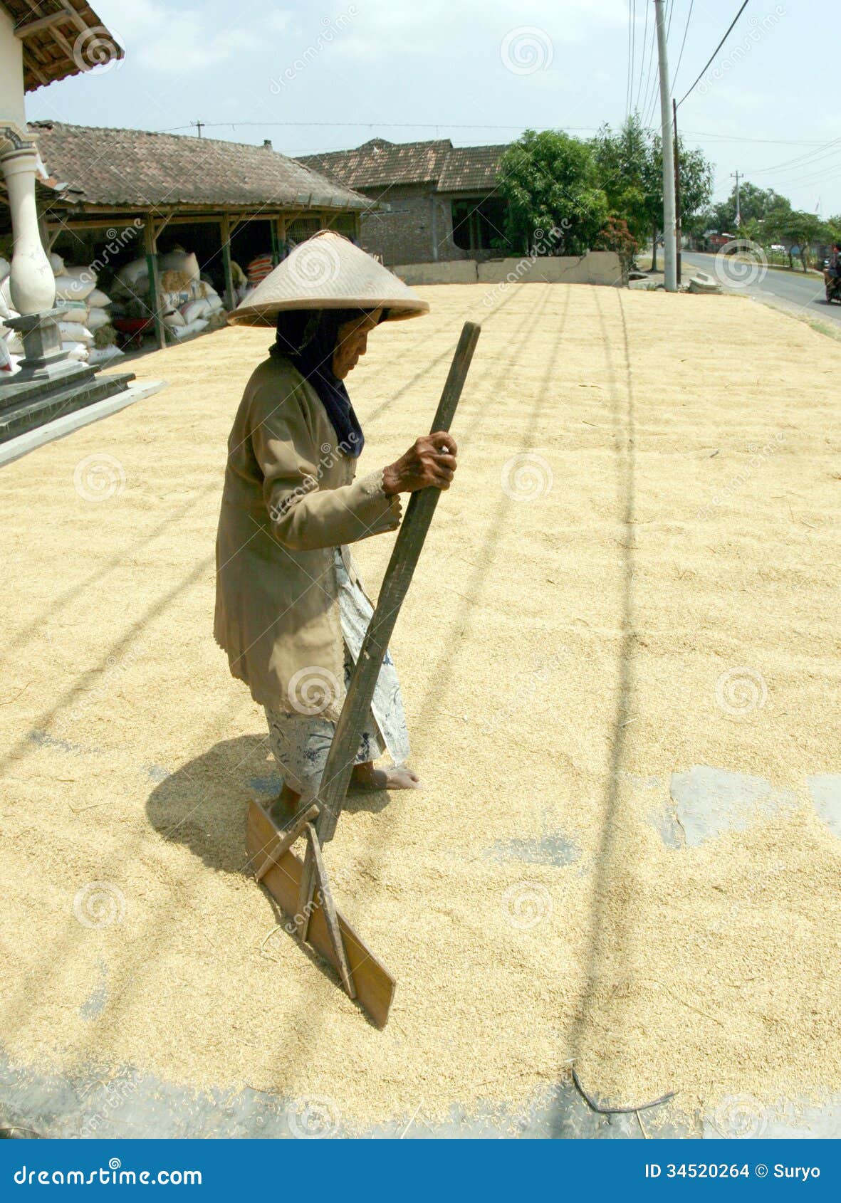Drying grain editorial stock image. Image of sand, drying - 34520264