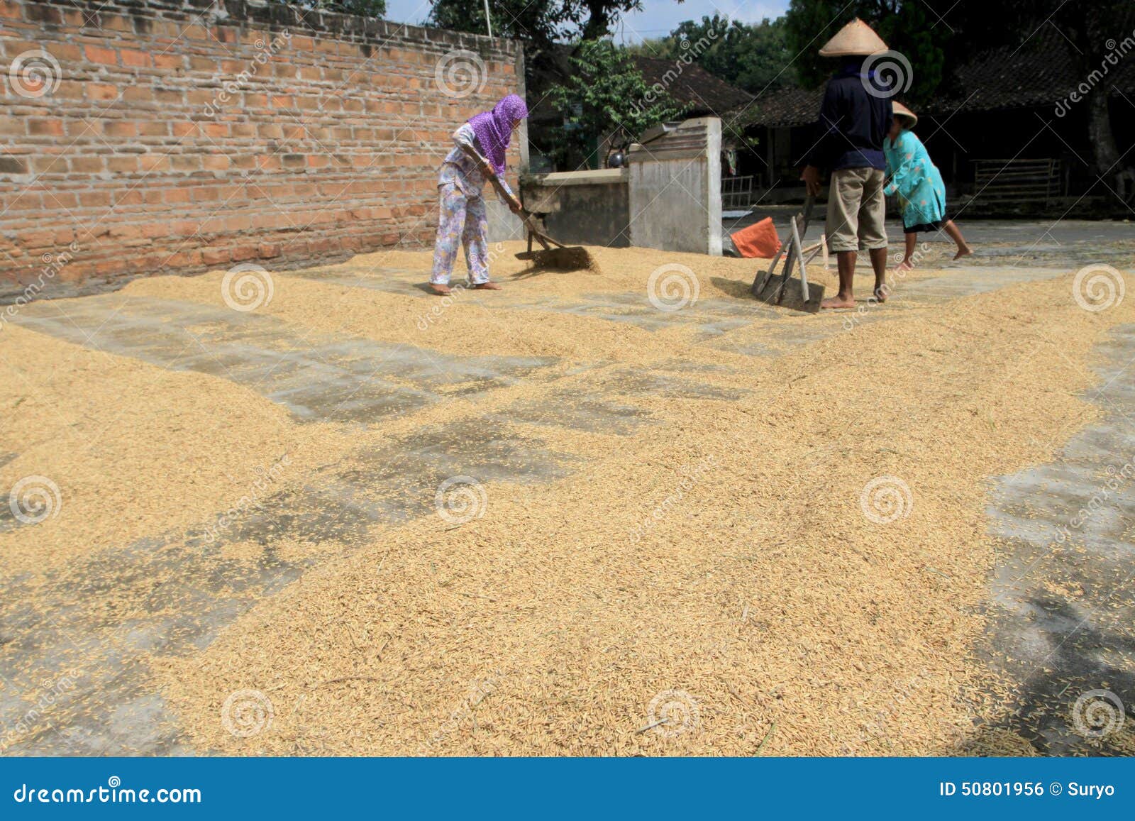 Drying grain editorial photo. Image of central, java - 50801956